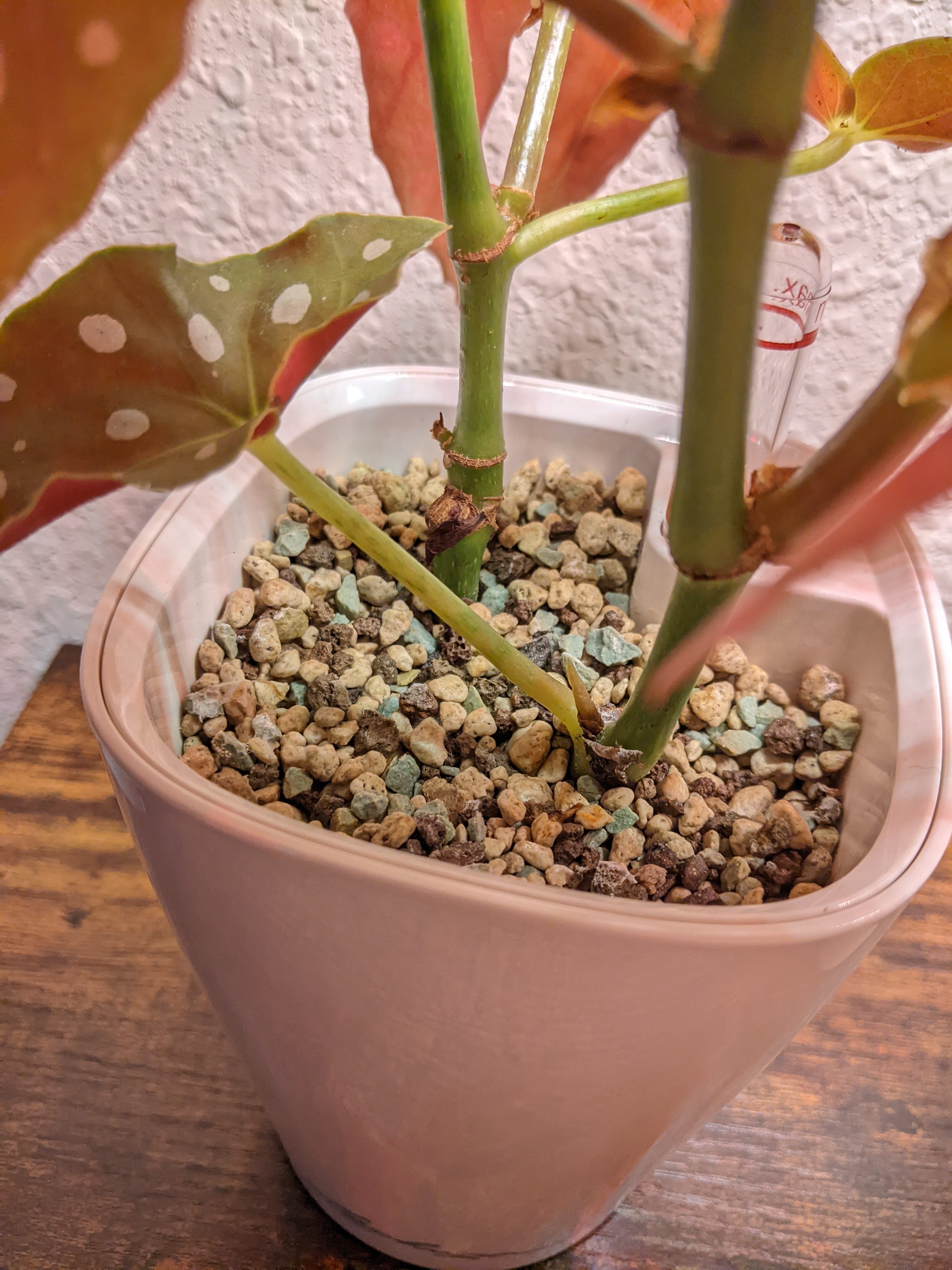 The Best Planting Substrate You've Never Heard Of