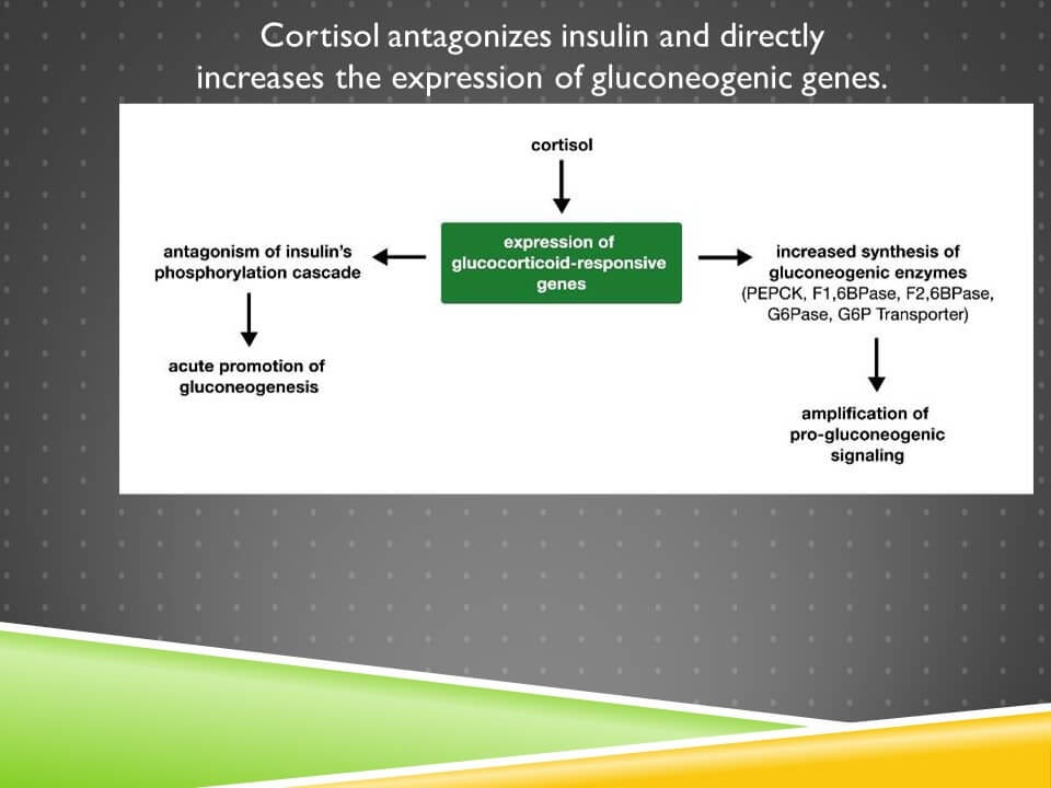 31. Gluconeogenesis as a Stress Response: Regulation by Cortisol