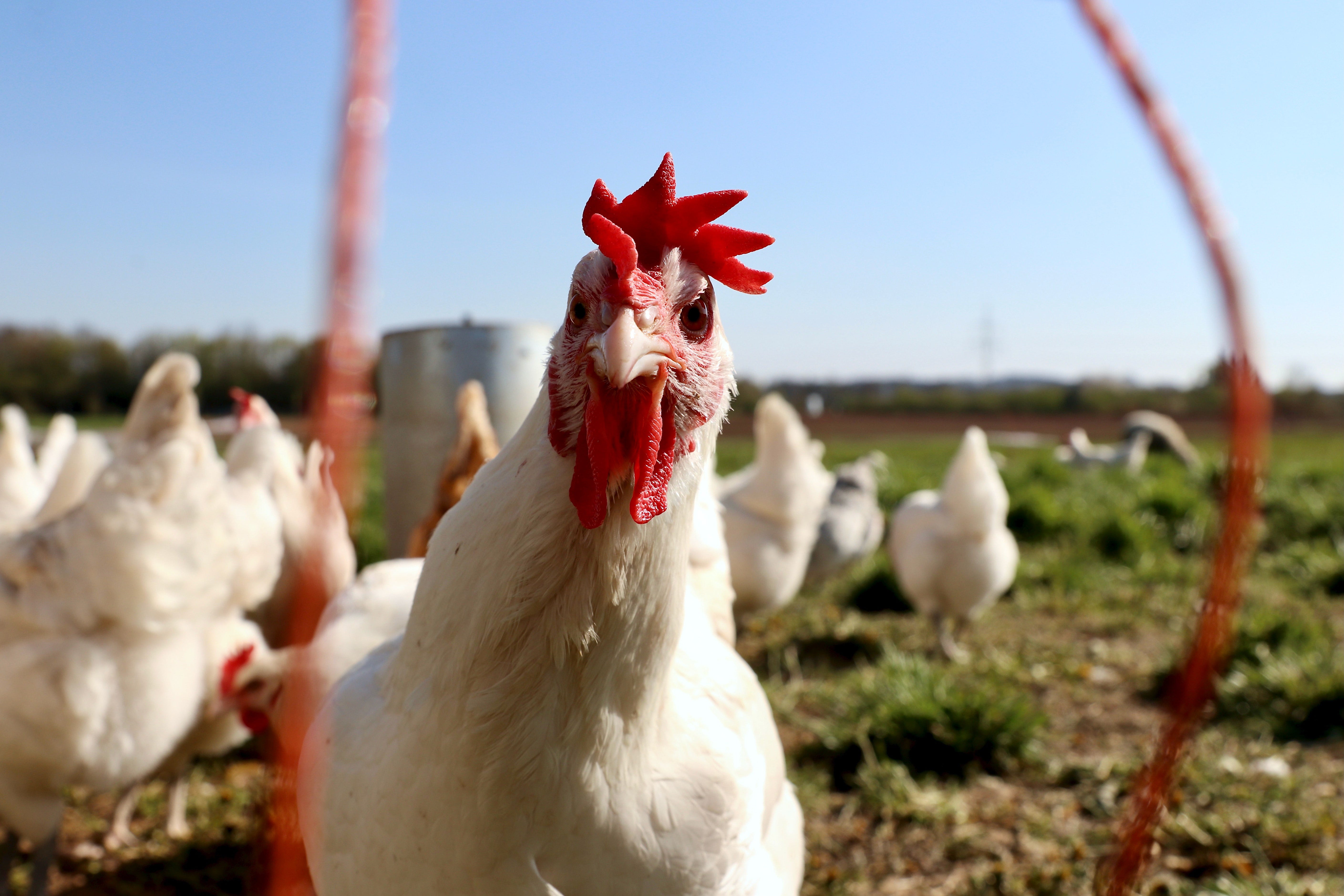 Field Guide Chickens By Boyce Upholt Southlands Field Guide Chickens By Boyce Upholt Southlands