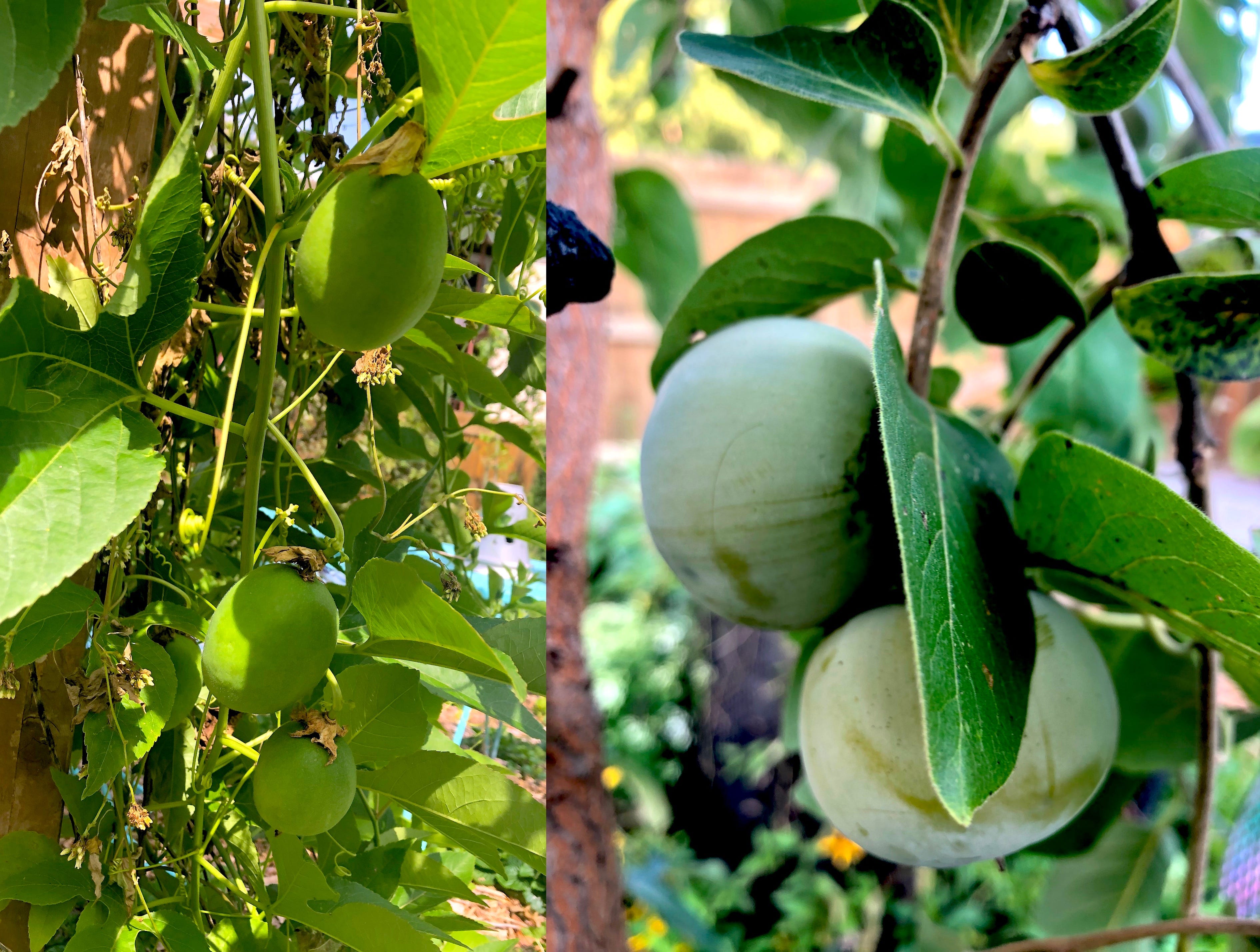 Maypop and persimmon: edible North American natives to plant this fall