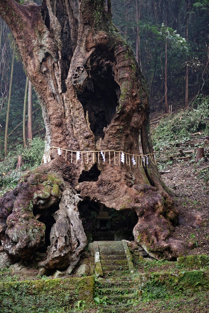 The Sacred Tree of Takeo Shrine (Takeo's Okusu Tree)