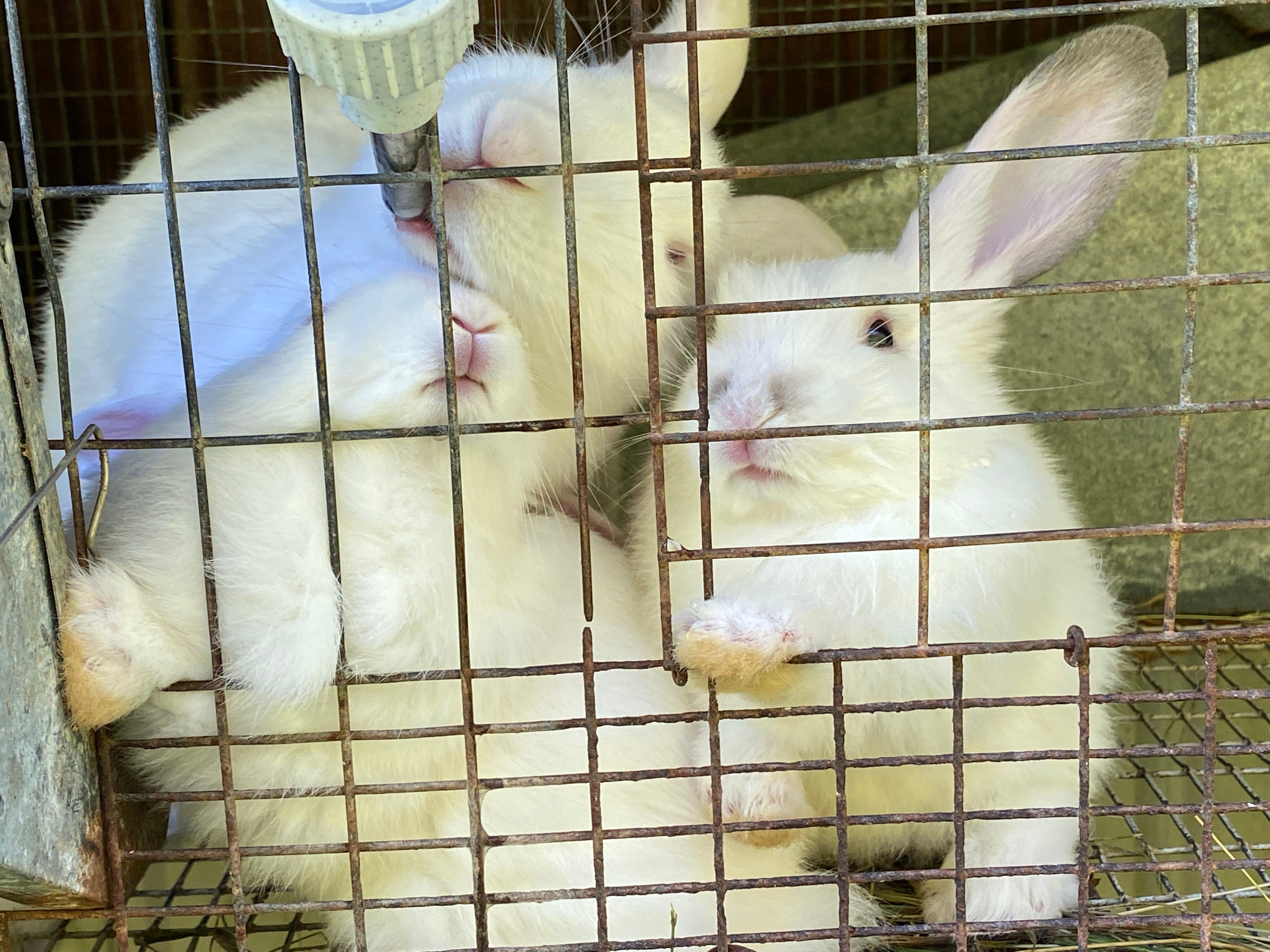 Why You Should Consider Raising Rabbits - by Josh Centers