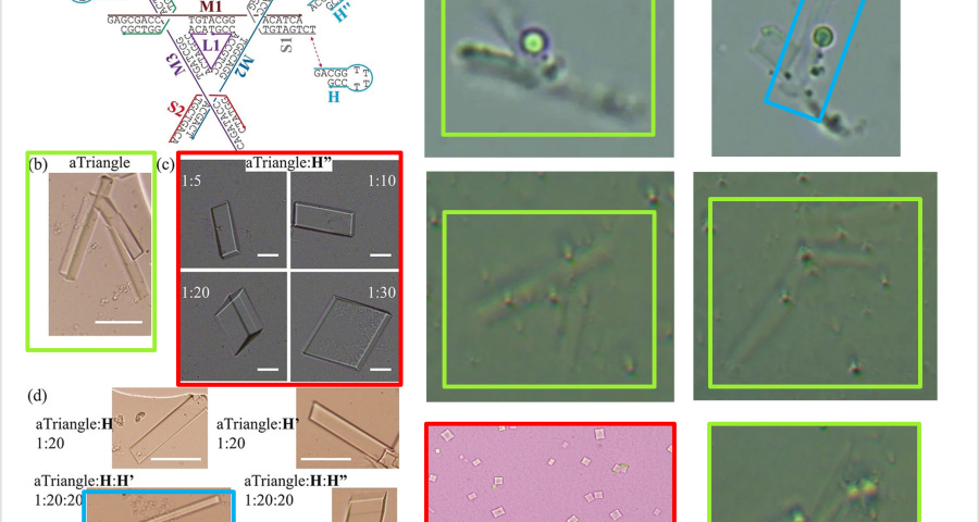 Self-Assembly of DNA Crystals. Mik Andersen