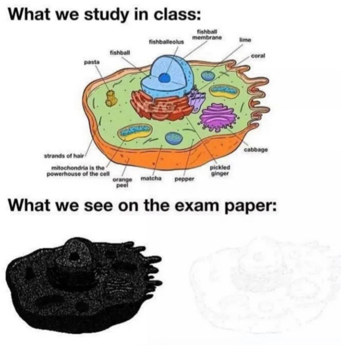 #2: IB Memes - by Yelena Belova - IB Success