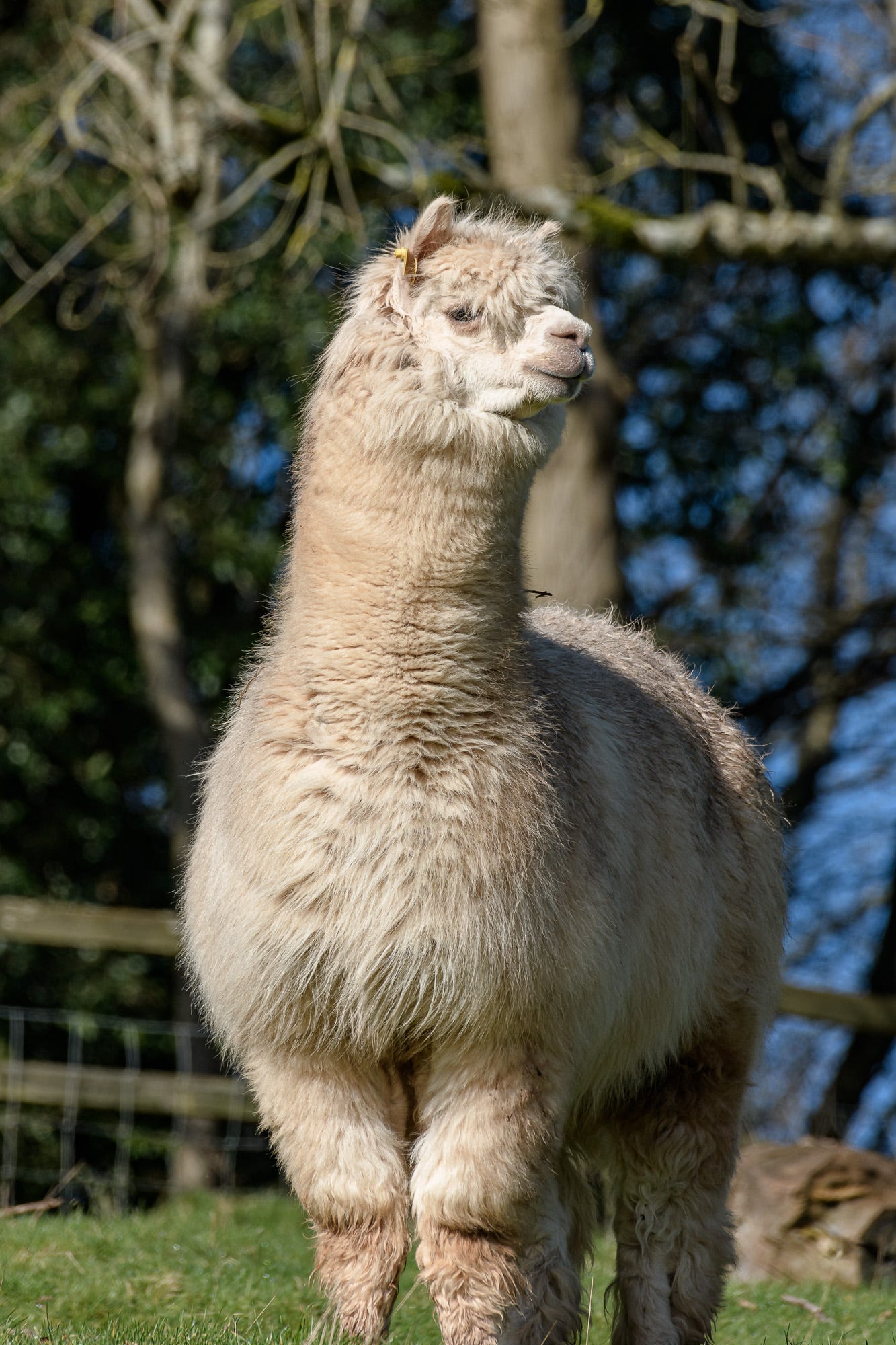 Alpacas Living on the Wild Side! - by LettsGroup