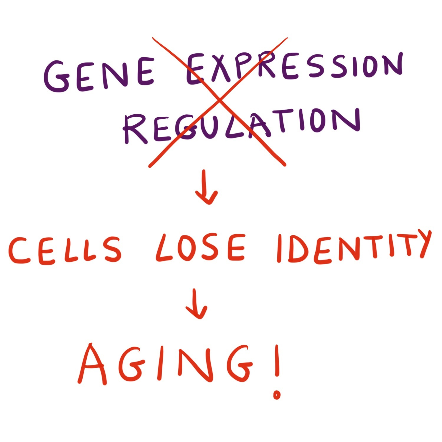 David Sinclair's Theory of Aging - by Aastha Jain Simes