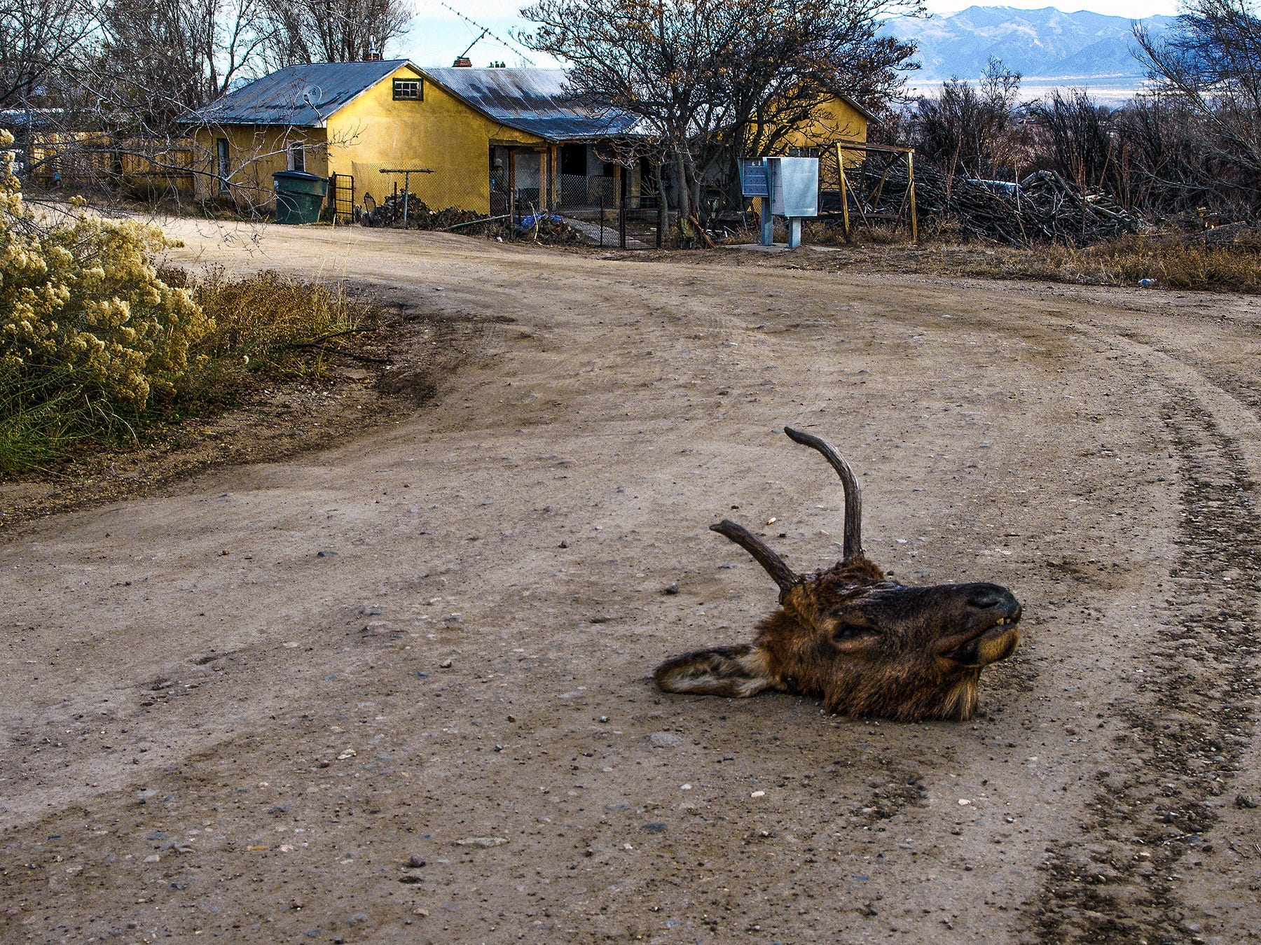 Primal Photographs & NFTs - by John Hamilton Farr