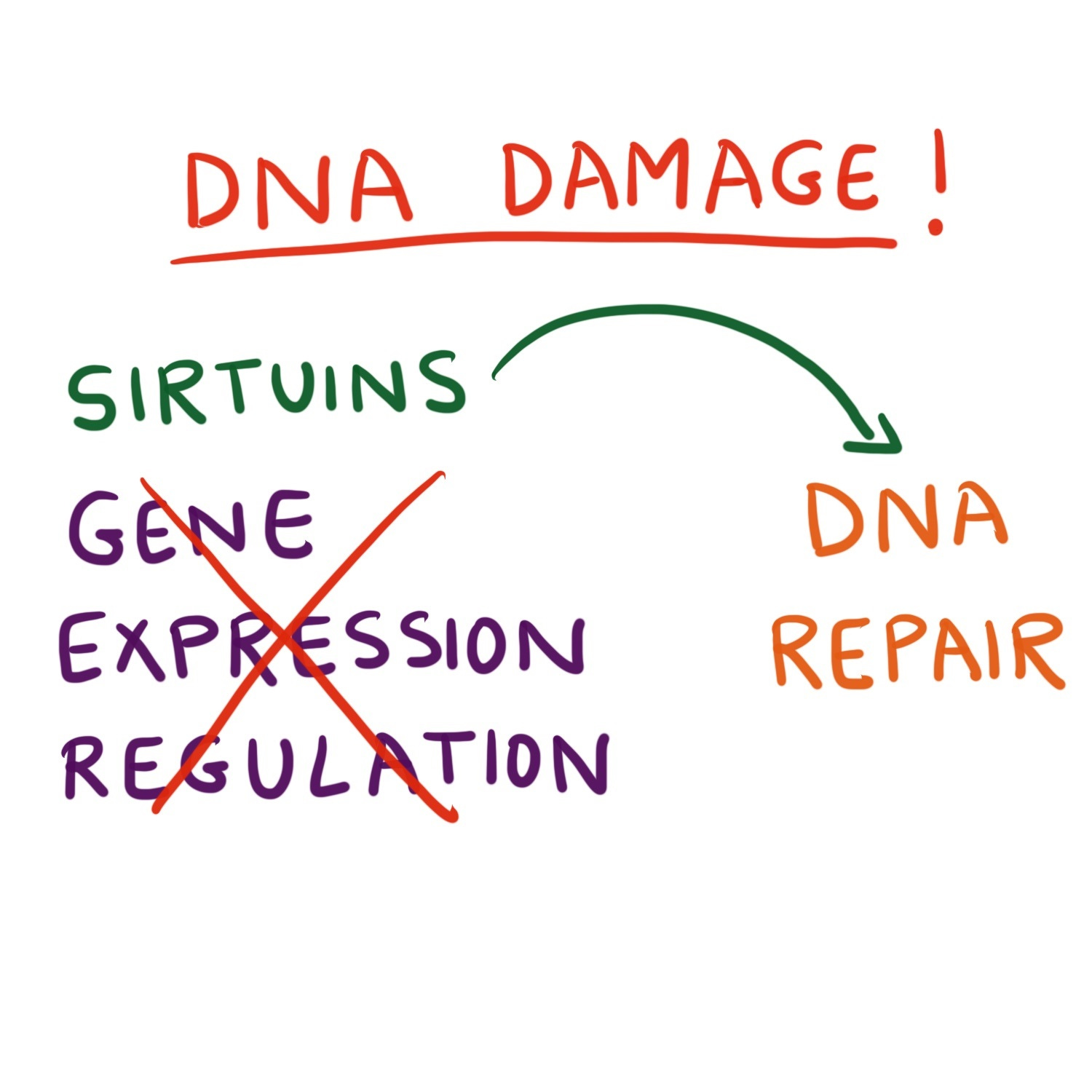 David Sinclair's Theory of Aging - by Aastha Jain Simes