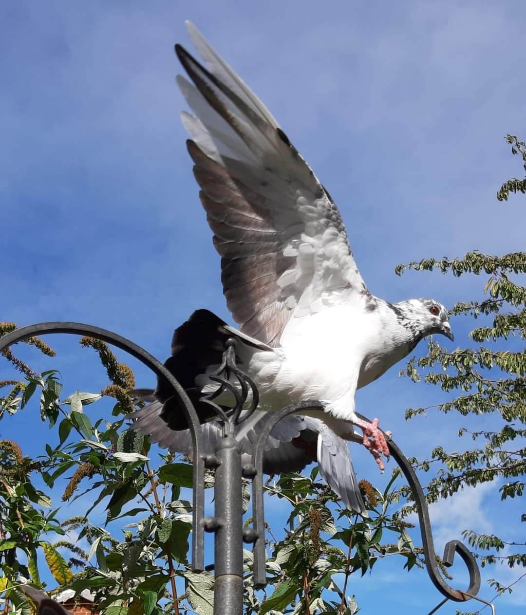 Of Feather & Skin, Finger & Wing: for the Love of Pigeons