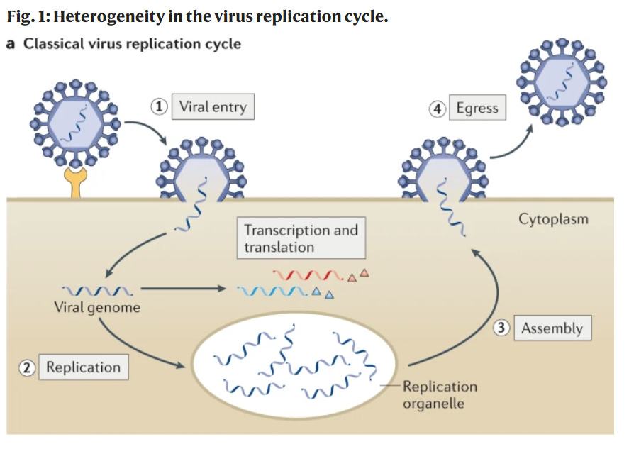 Here come the antivirals - by Katelyn Jetelina