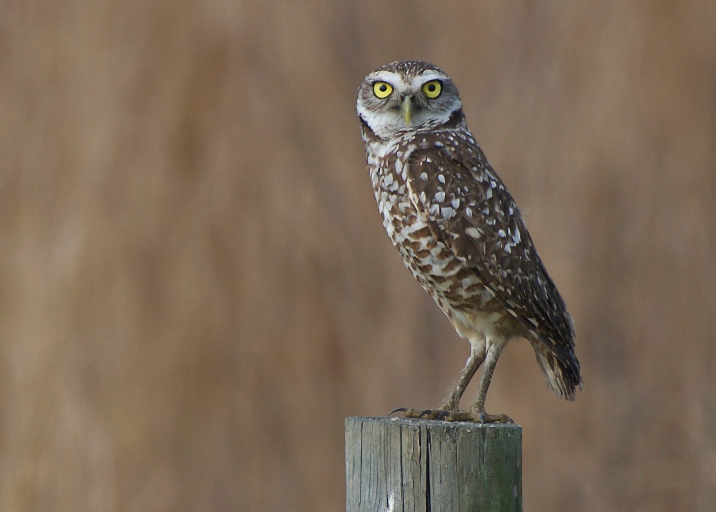 Bird of the Week: Burrowing Owl - by Jack Mirkinson