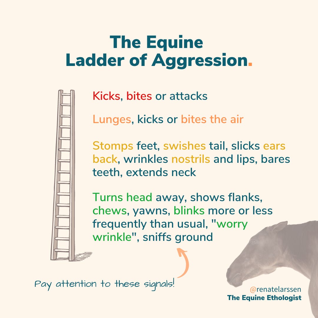 Why horses become aggressive - by Renate Larssen