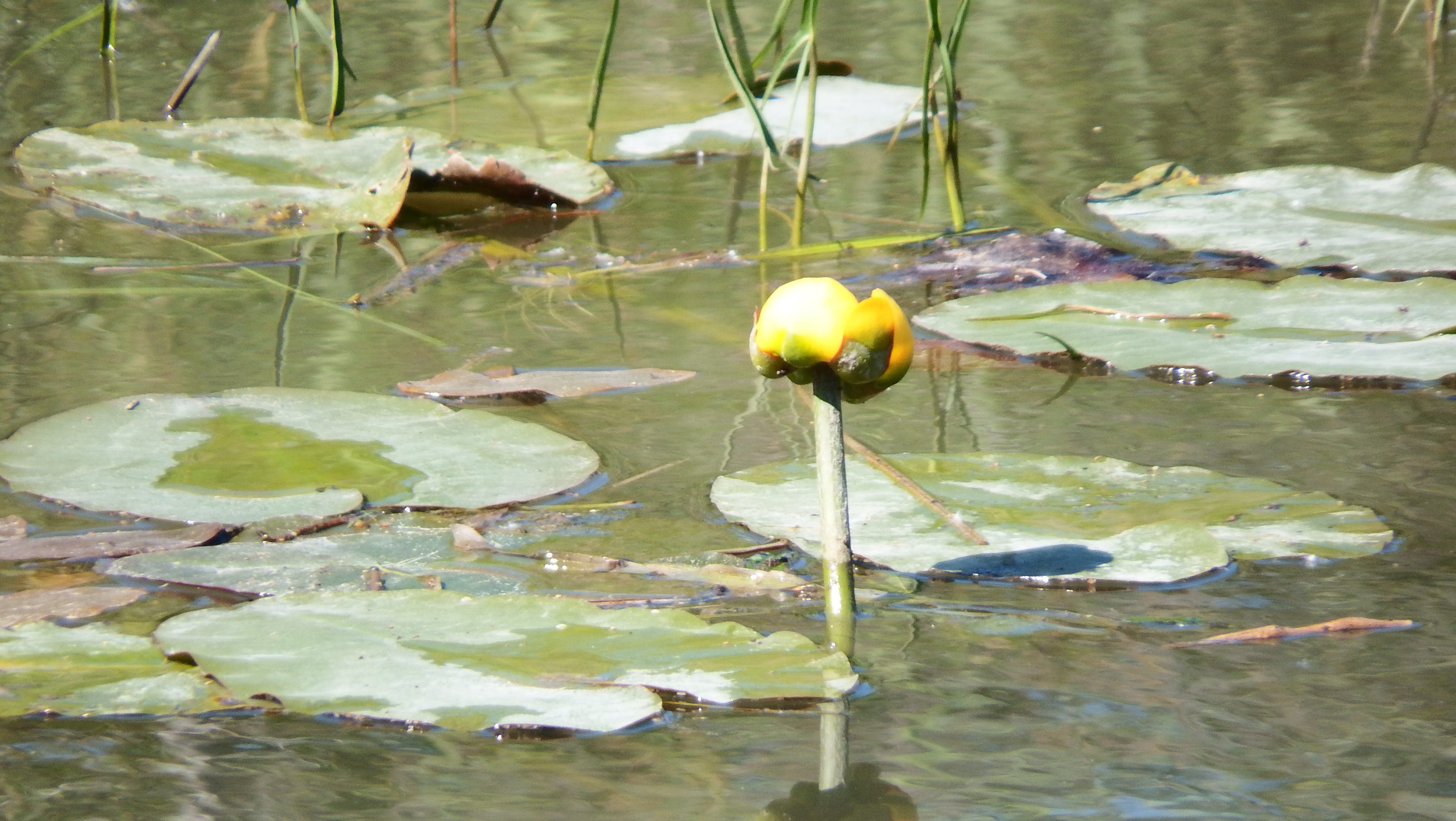 The Zen Path - Lazy Summer Teisho - by MoonlitCraneZendo