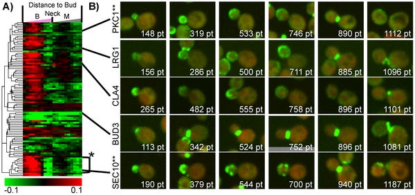 Paper Review: Unsupervised Clustering of Subcellular Protein Expression ...