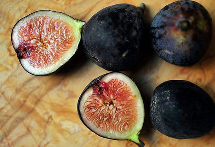 HOW TO :: Grow Your Own Fig Tree | Propagating Figs