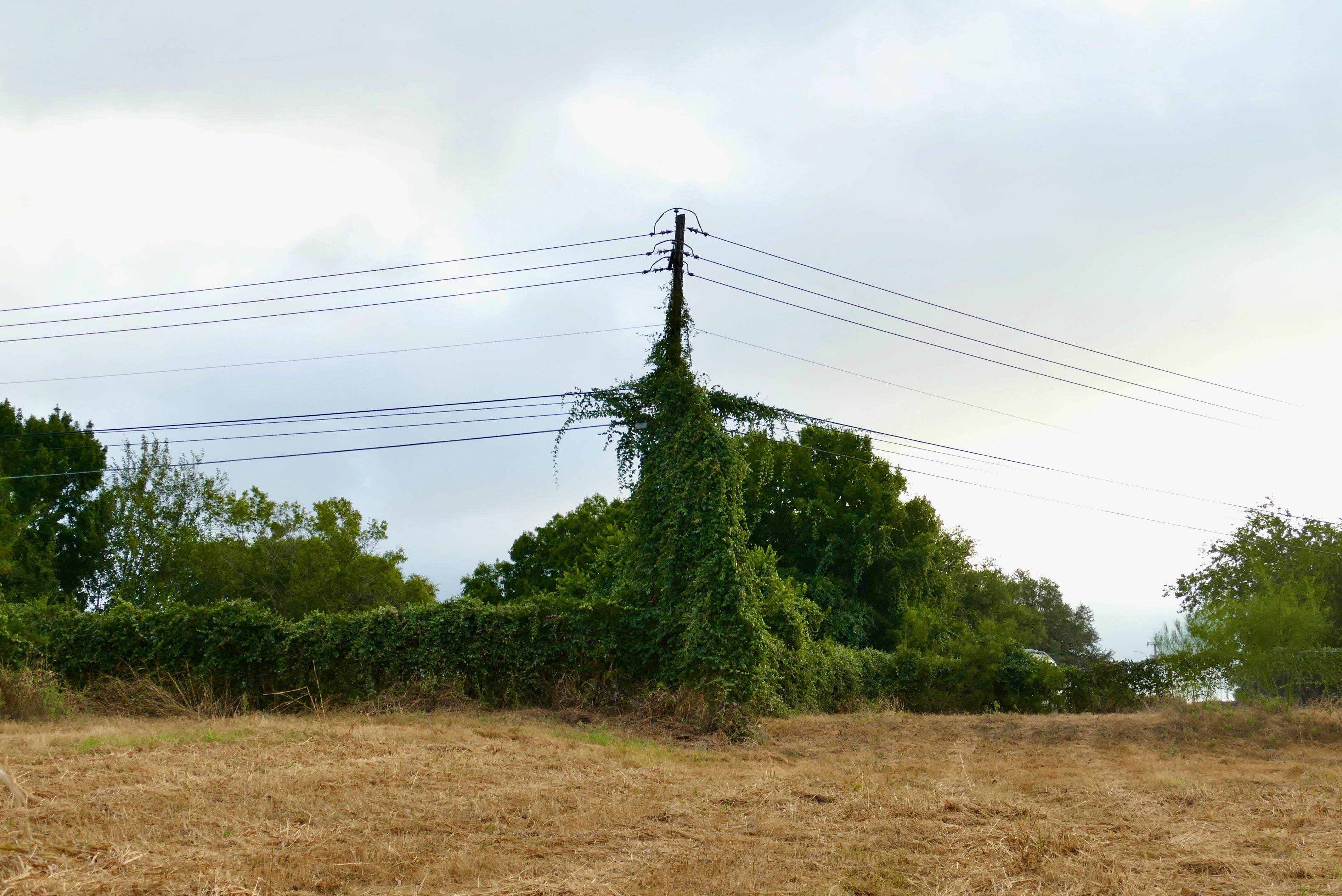 Some August auspices - by Christopher Brown - Field Notes