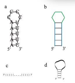 mRNA Folding Mechanisms and Approaches at the Secondary Structure Level