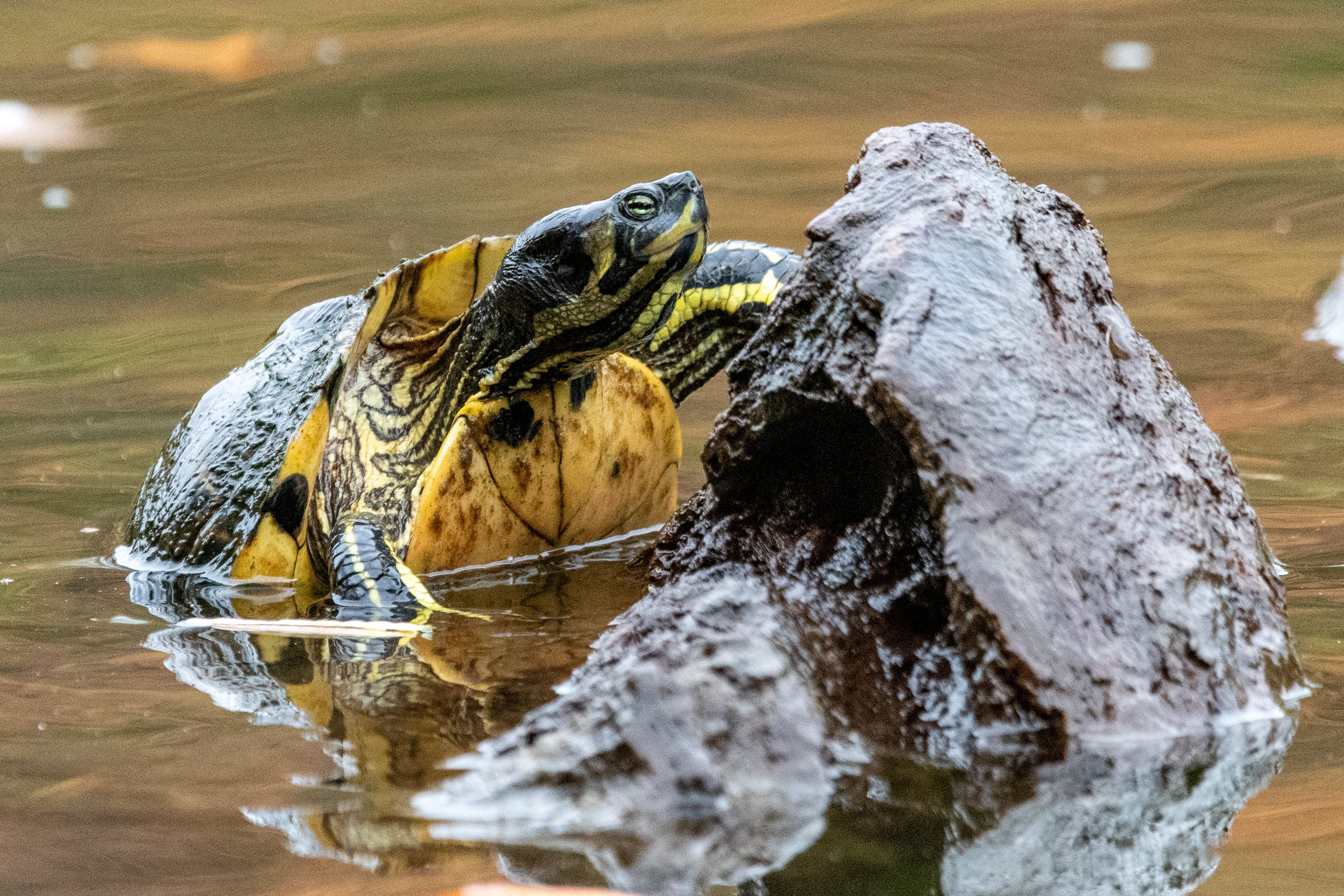 Aloft and aloud - by Caleb Crain - Leaflet