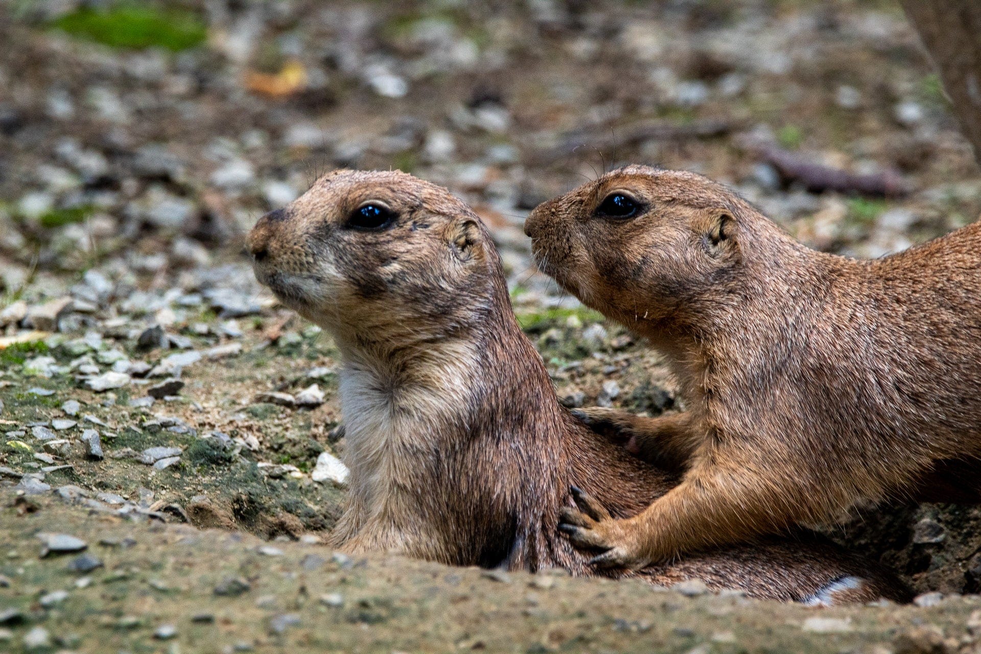 Venal varmints and pesky prairie dogs. - by jane A. martin
