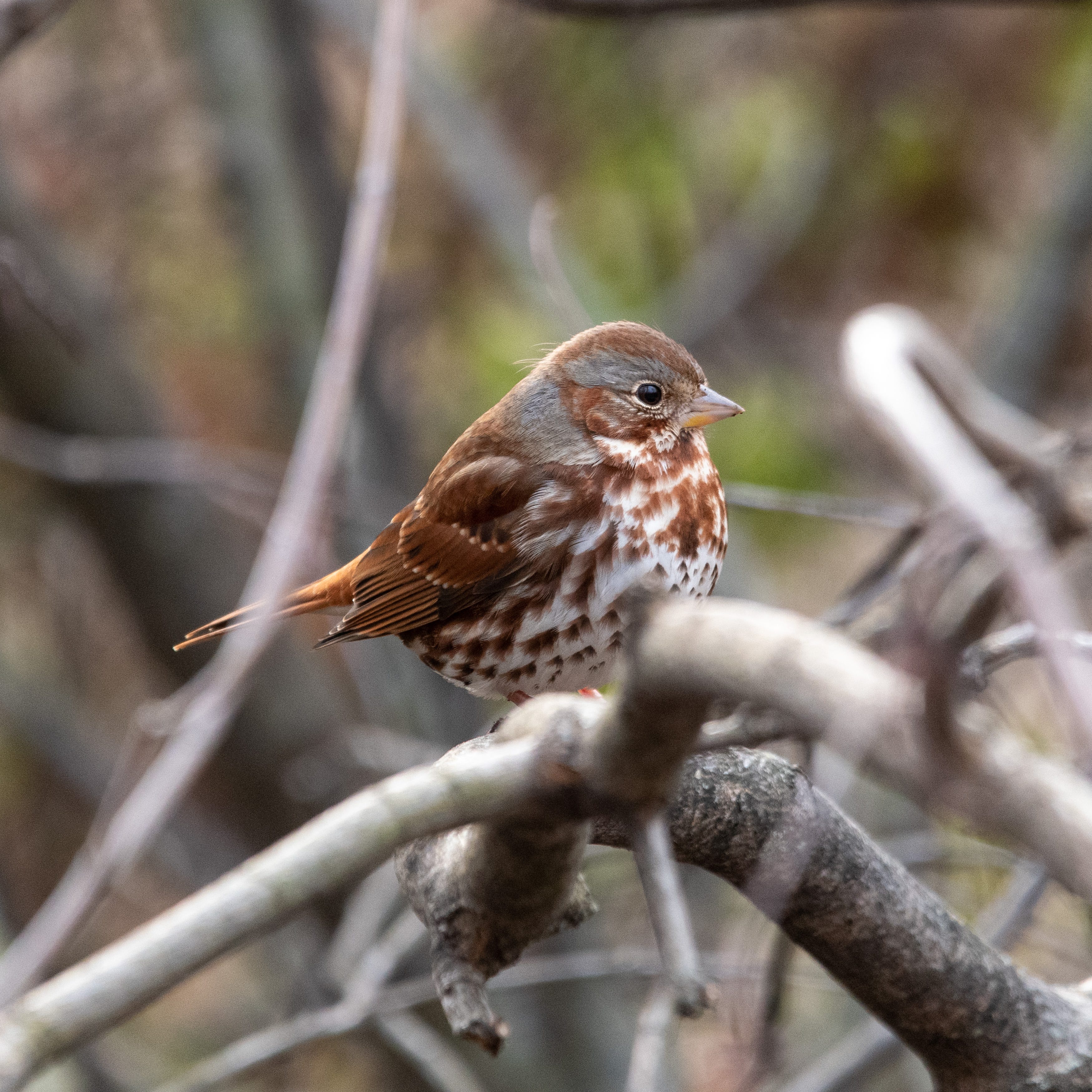 Sparrows - by Caleb Crain - Leaflet