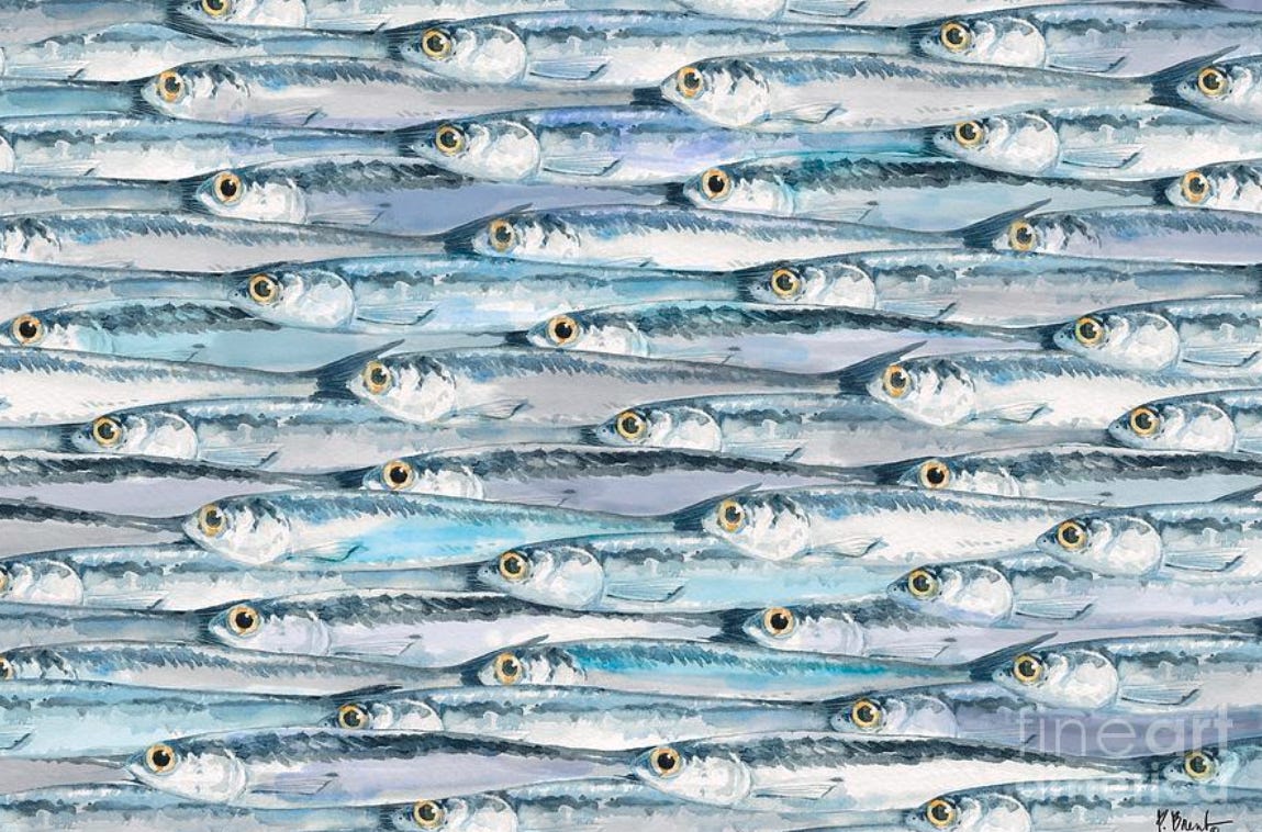 Happy Early National Sardines Day!!! - by Alex Dobrenko`
