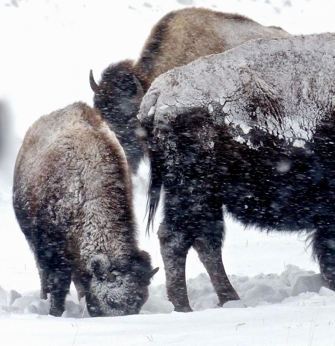 A Bison's Last Ride - by Rick Lamplugh - Love the Wild