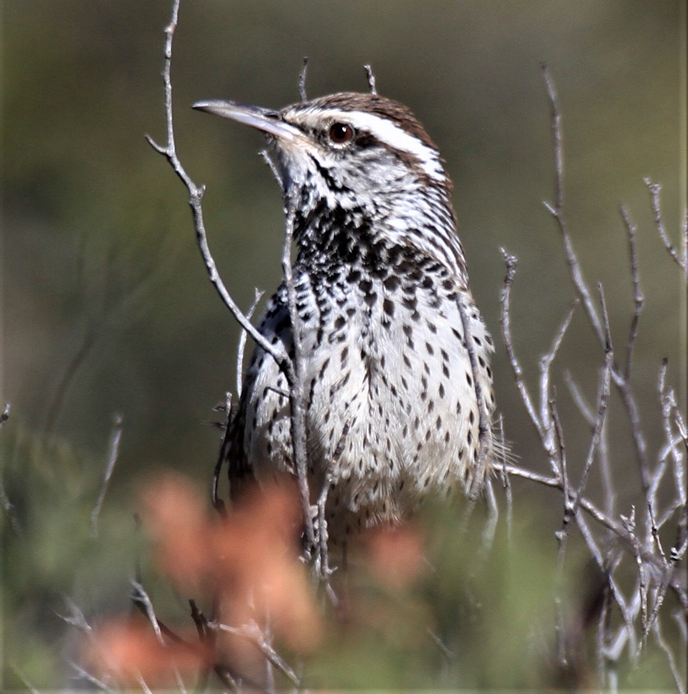 The Big Yard: Notes from a Pajama Birdwatcher