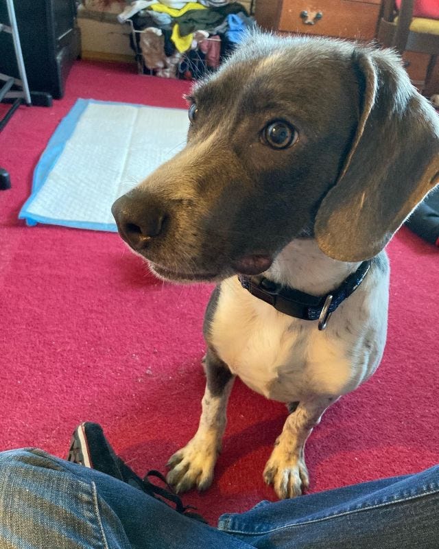 Uncomfortably Small and Fragile - by Emily F. Popek