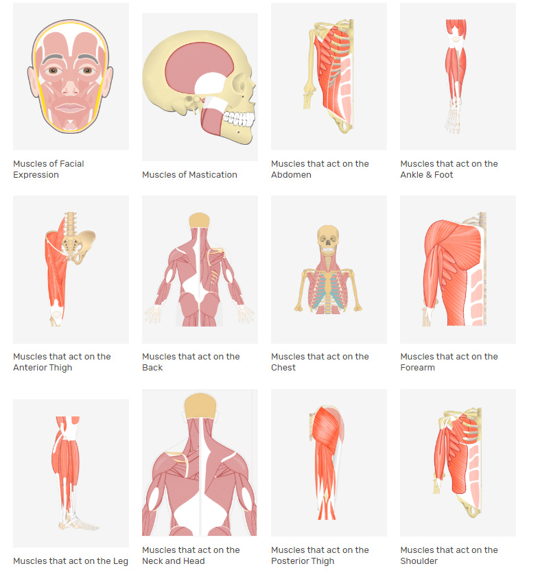 GetBodySmart.com: Refresh your knowledge of Human Anatomy & Physiology
