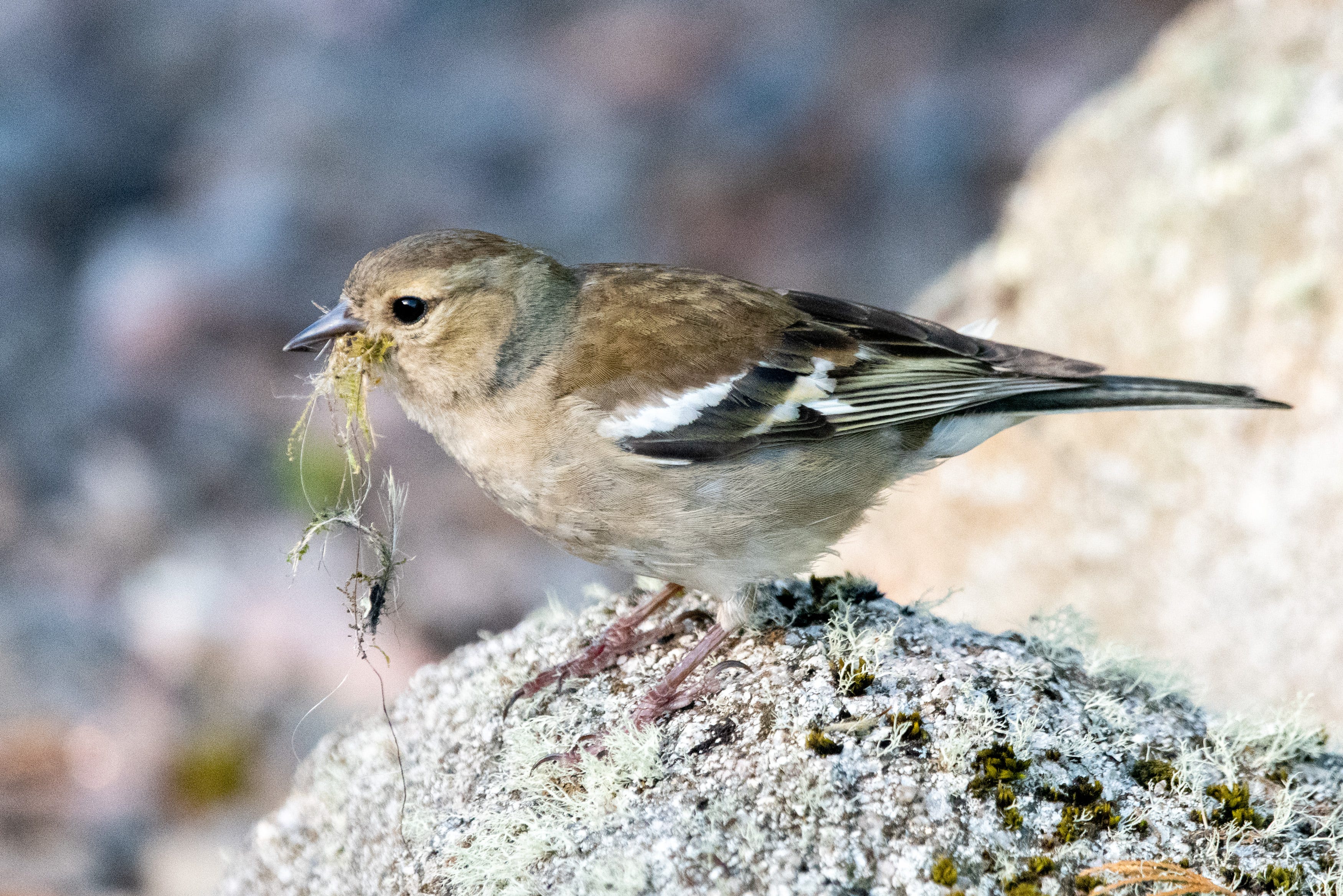 Lochs - by Caleb Crain - Leaflet