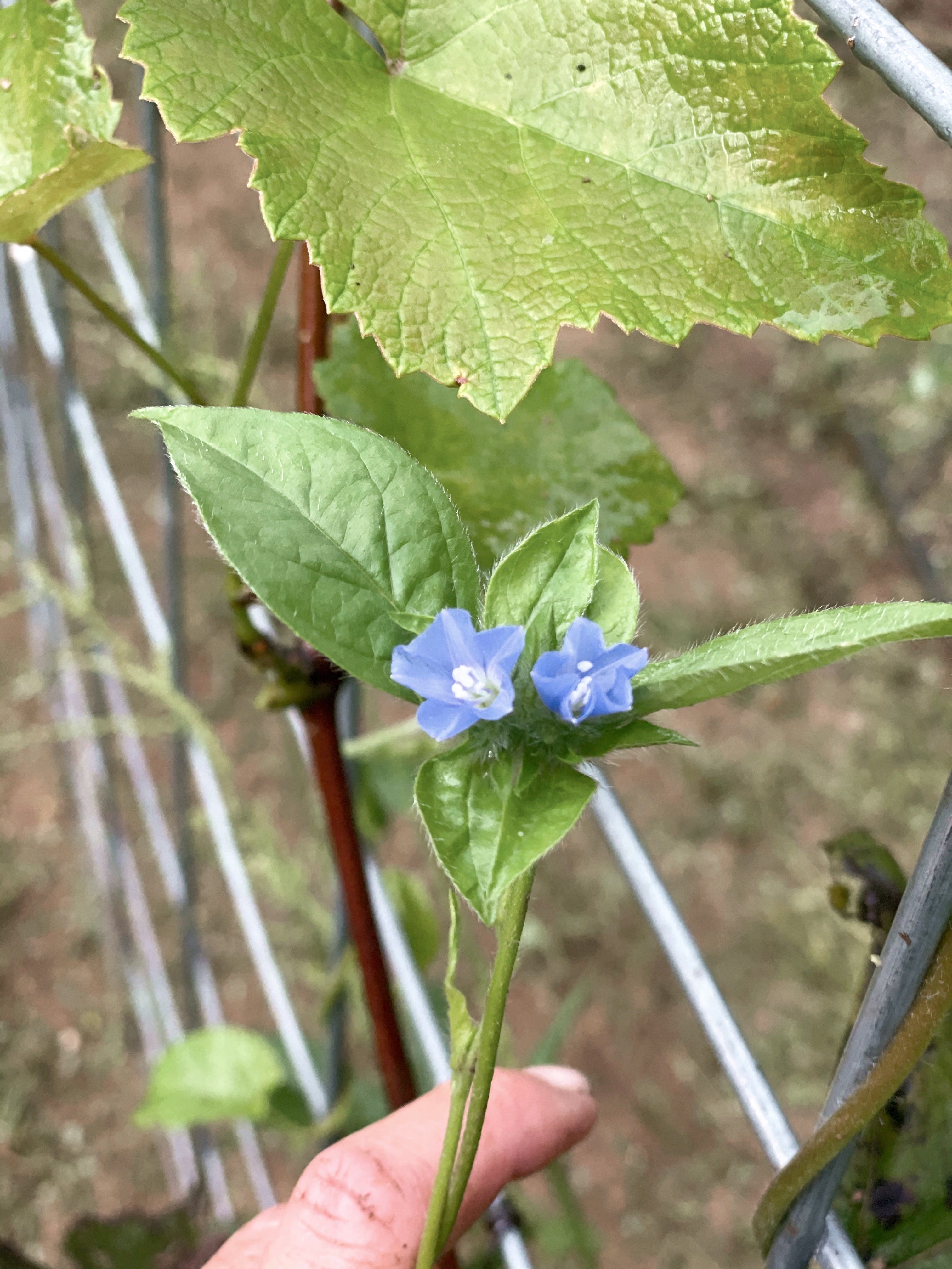 Wheat & Weeds - by Karen Milioto - Unearthed