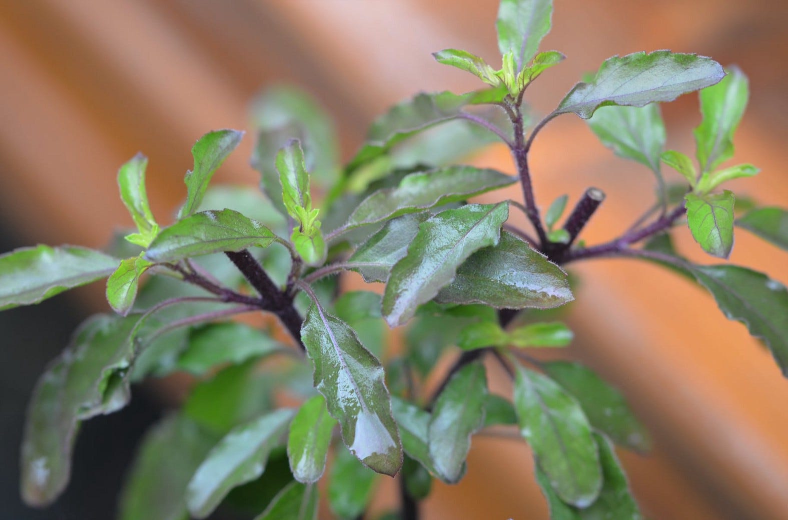 Tulsi: The Queen of Herbs - by Gavin Mounsey