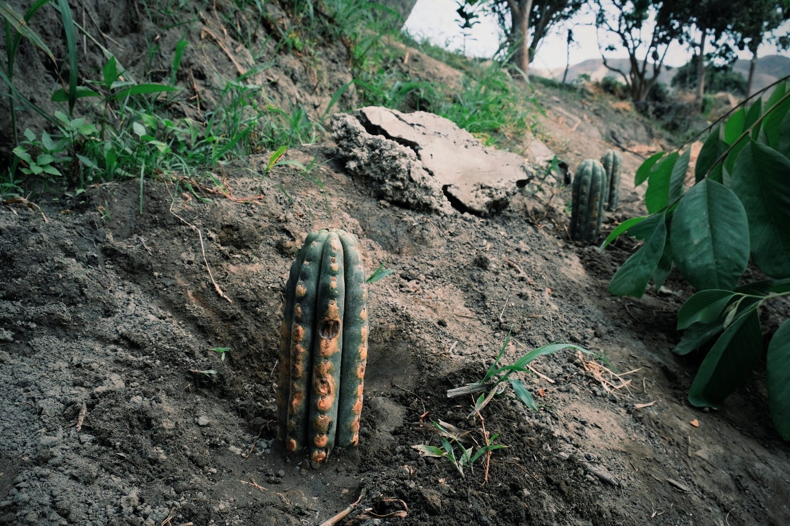 Introducing WachuMadre - by Huachuma Collective - AGUA·COYA