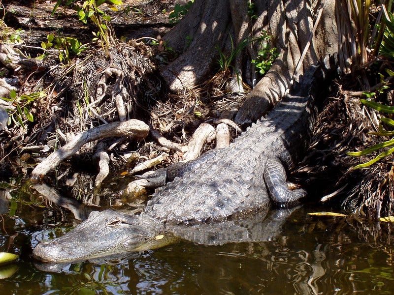 When the alligator ate my dog: - by Whitney McKnight