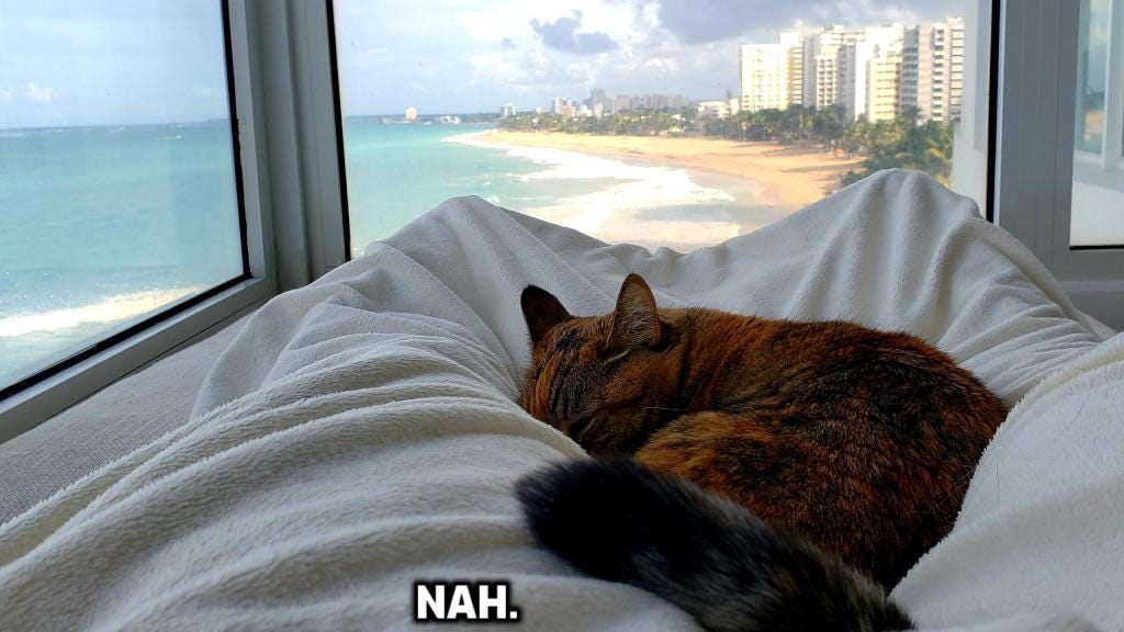 the promised memes - by el gato malo - bad cattitude