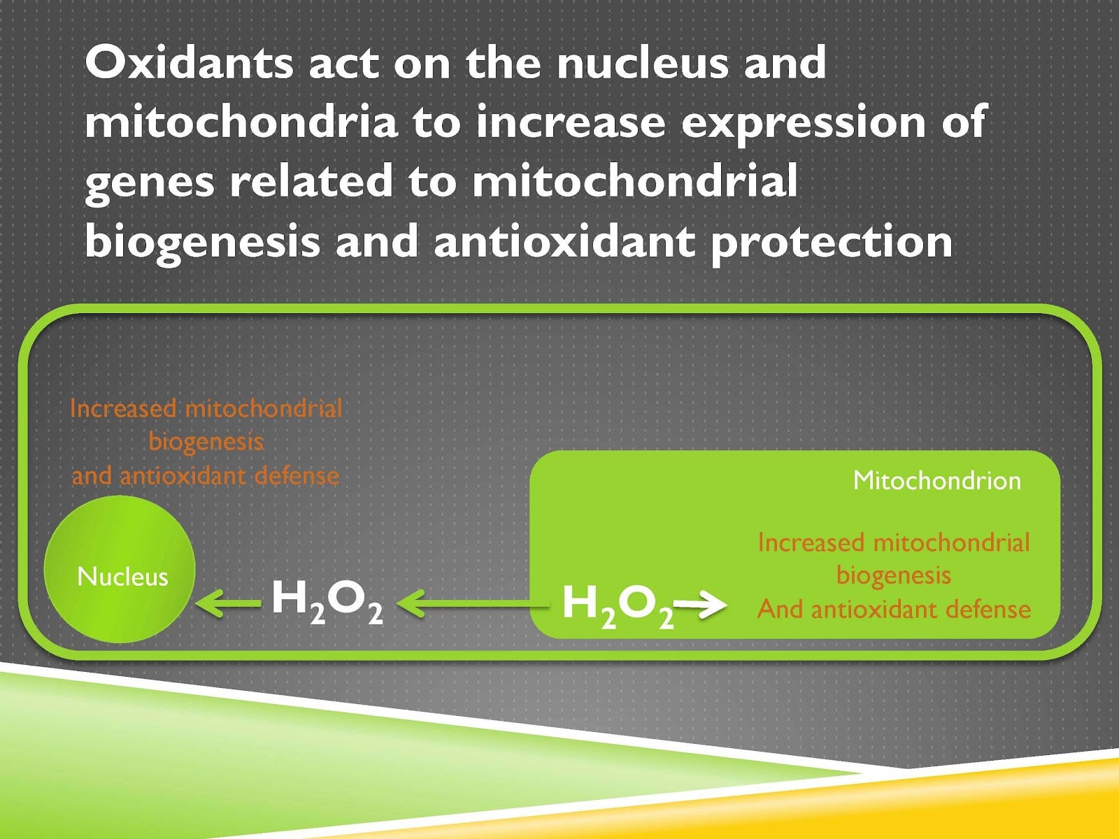 1. Physiological Roles of Oxidants