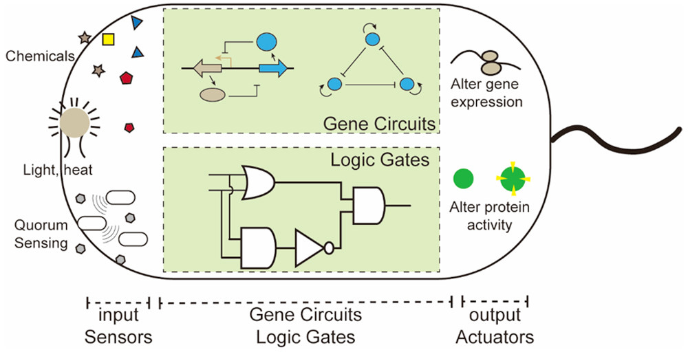 The Language of Biology: Computation to aid protein design