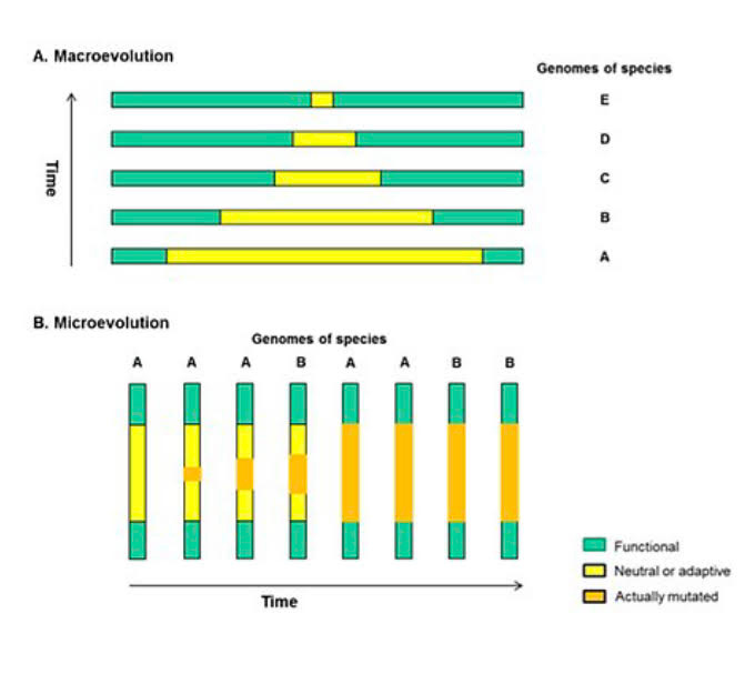 Maximum Genetic Diversity (MGD) - by Harvard2TheBigHouse