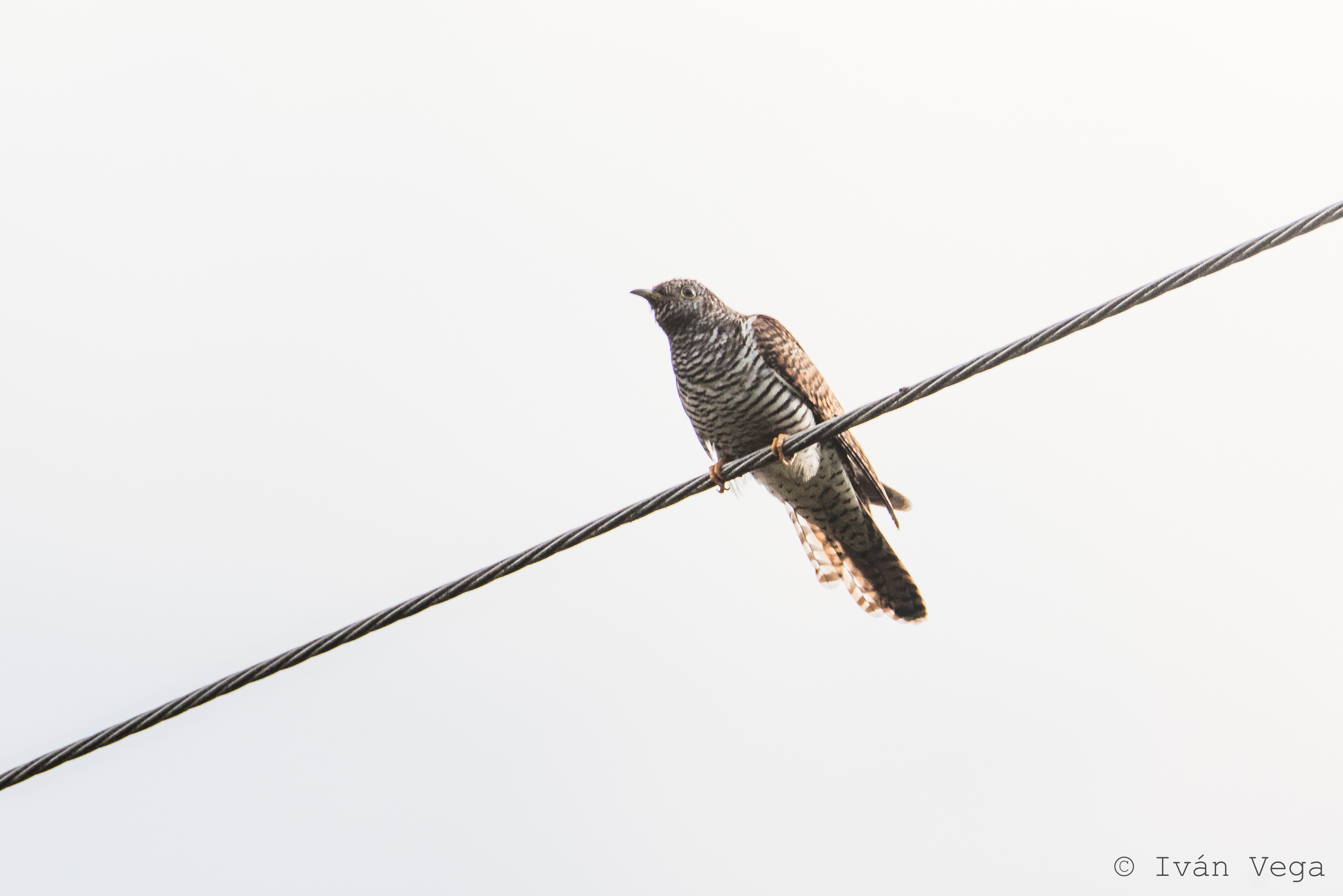 El método "Cuco" para no criar a tu prole. #15