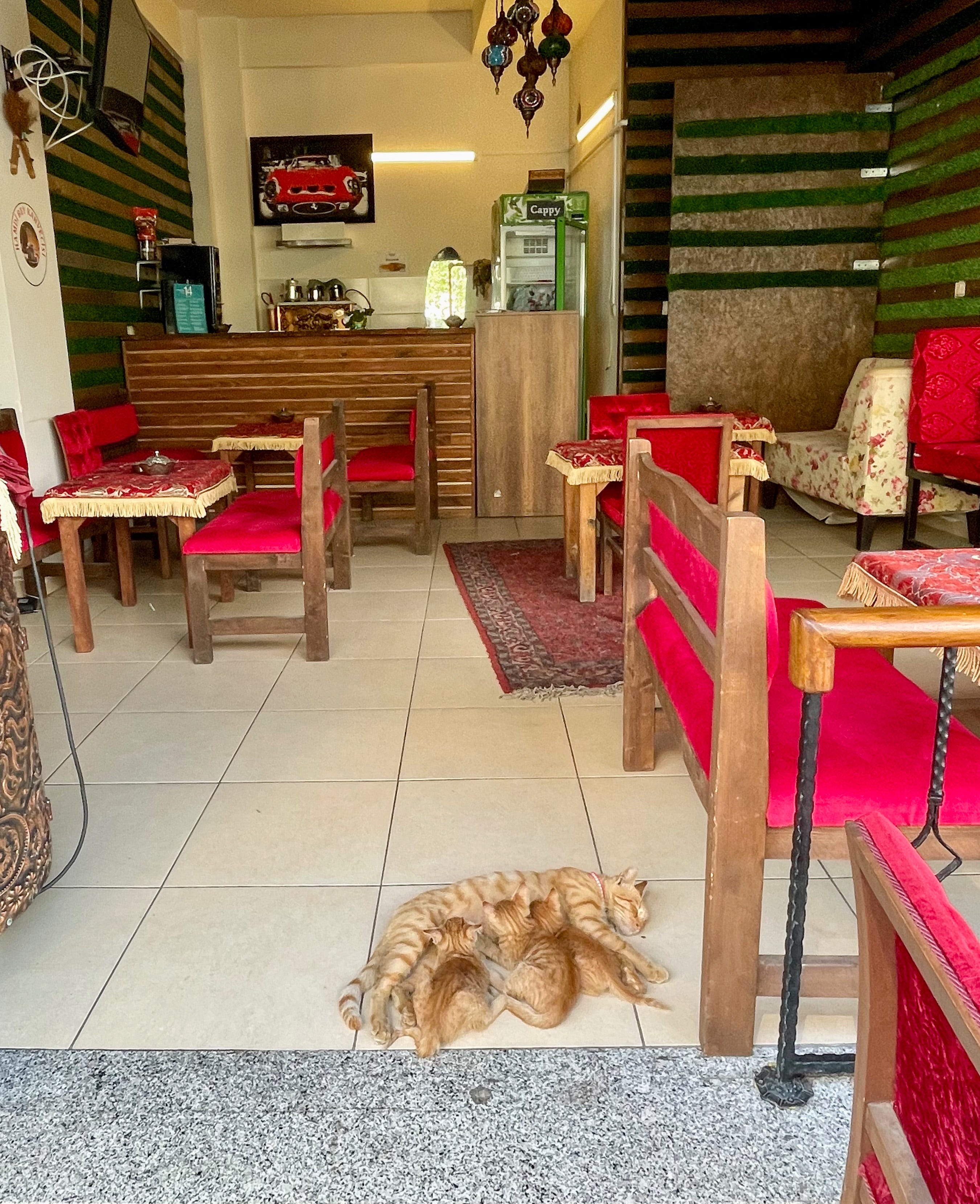 The Cats (and Dogs) of Istanbul