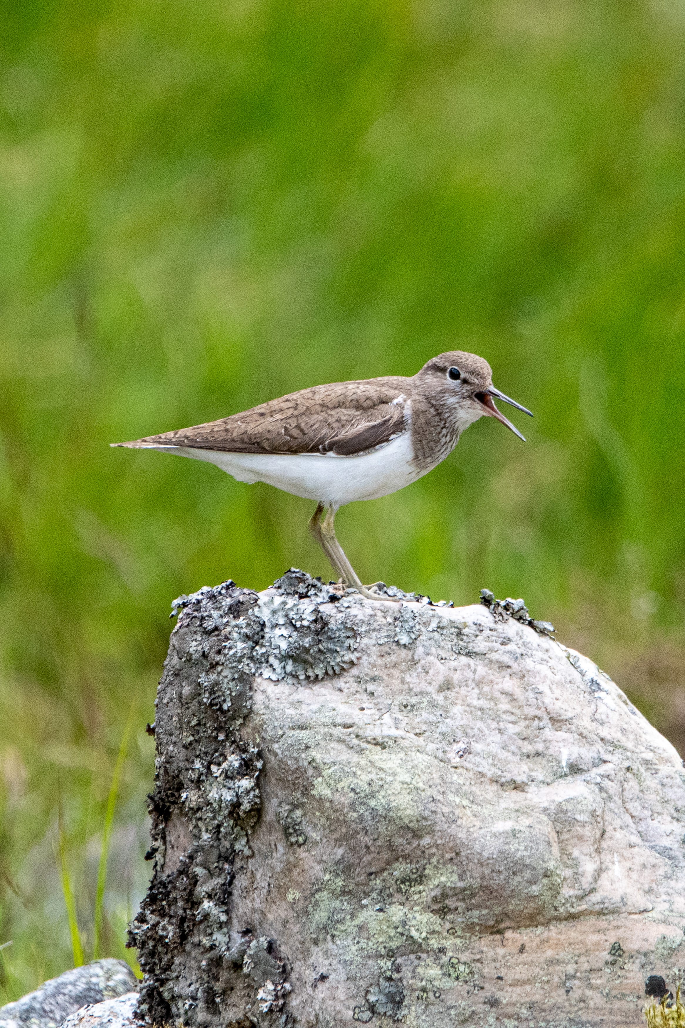 The Cairngorms - by Caleb Crain - Leaflet