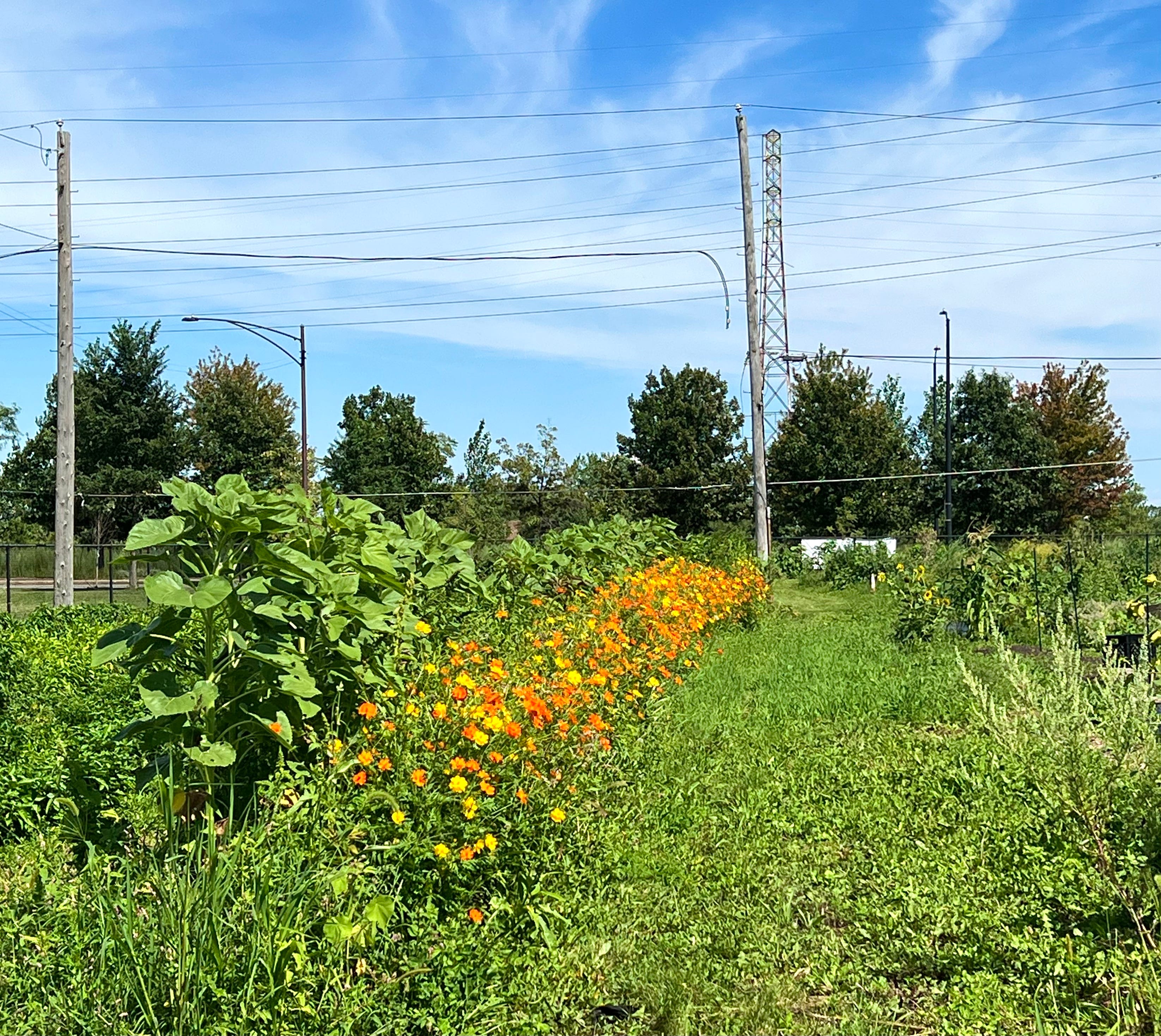 New Green Era for Urban Growers Collective