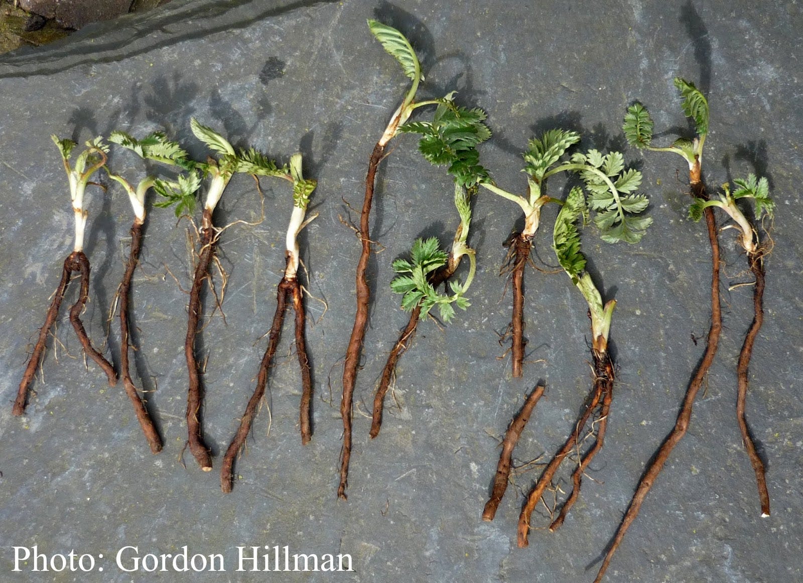 Attempts to cultivate a better Silverweed