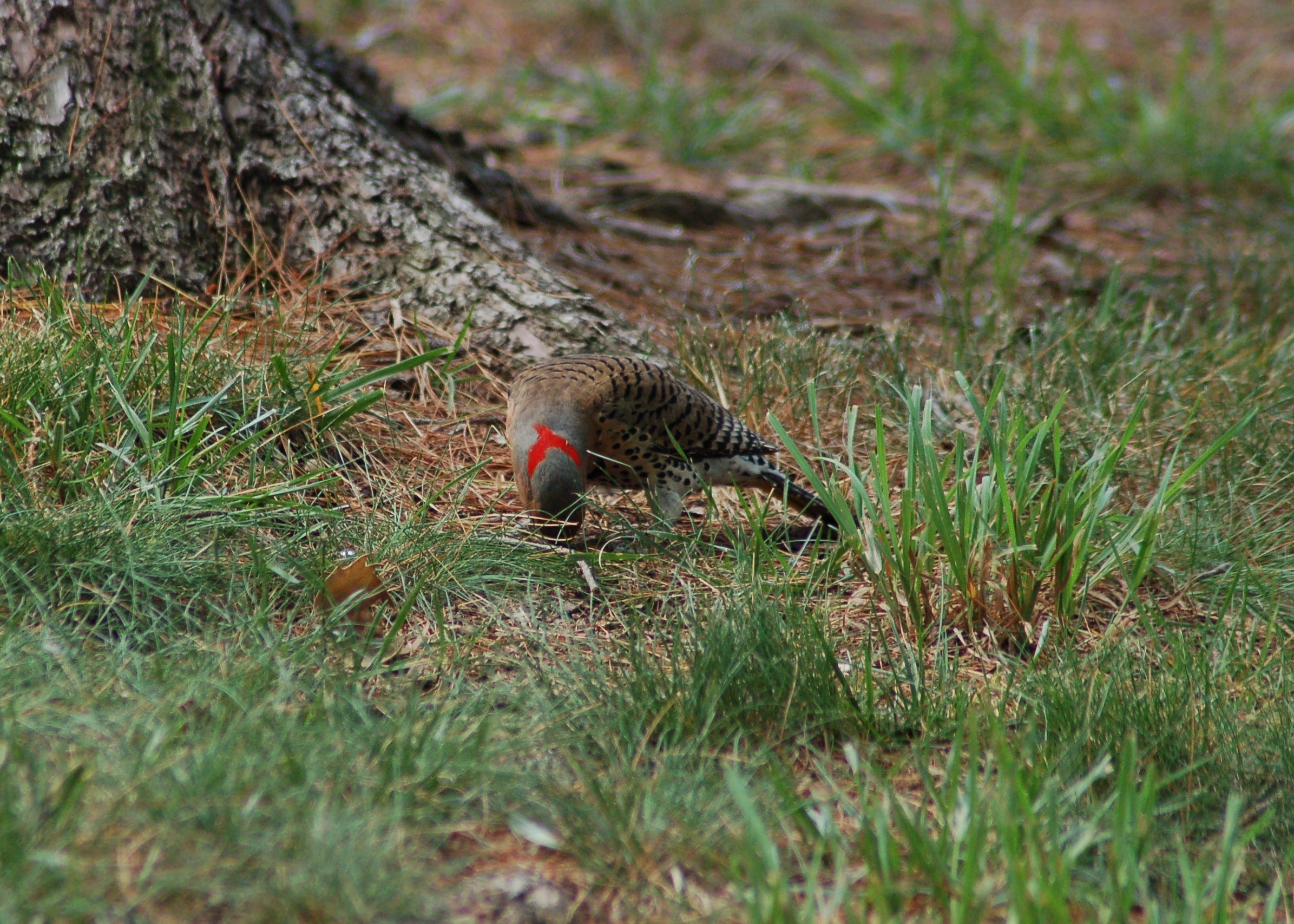 Meet Flicker Poirot, Bird Detective - by John Dale Grover