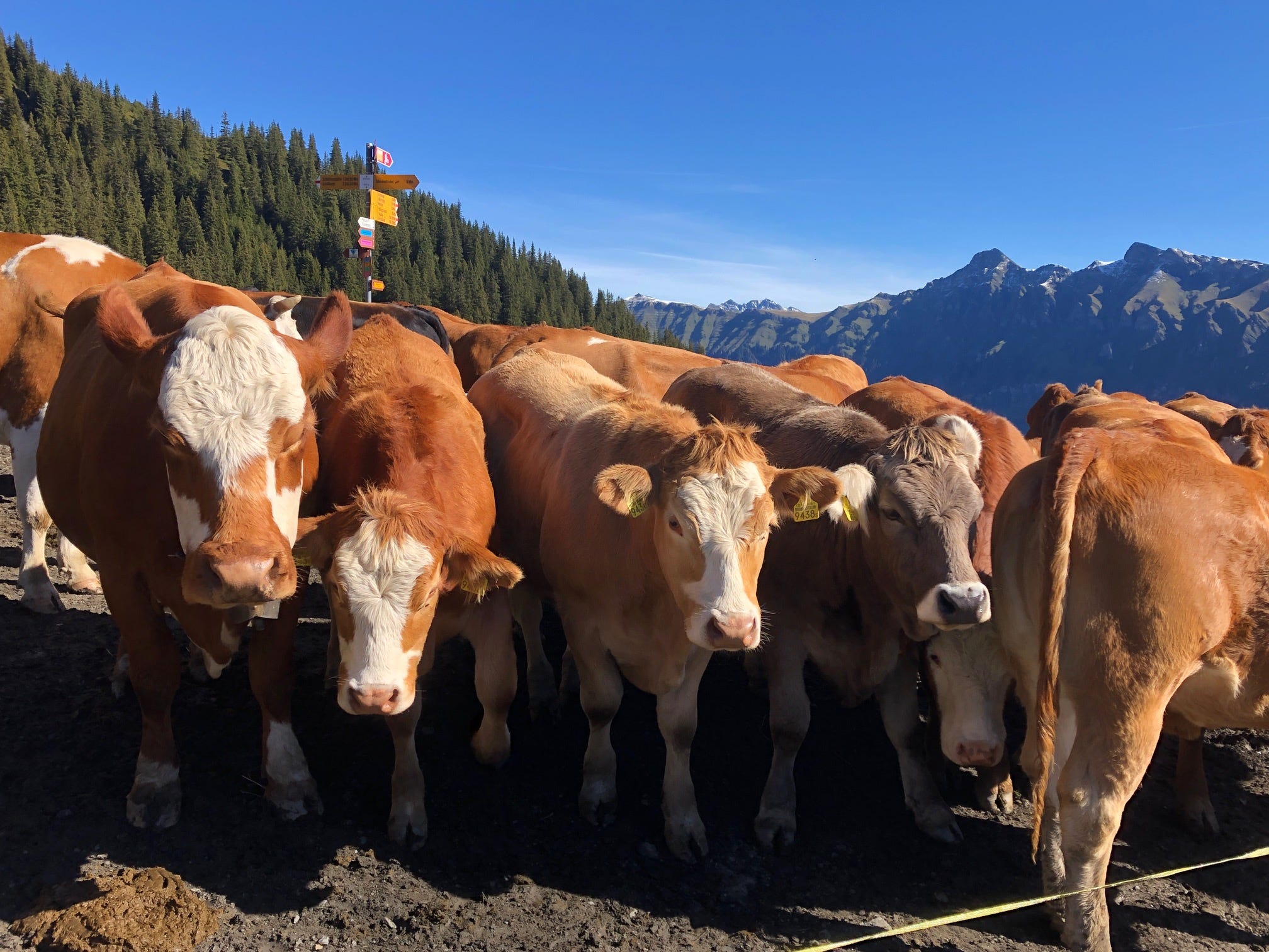 "The Happy Wanderer": Not Just a Goofy German Folksong