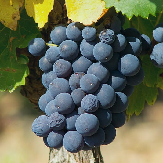 THE NEW BEAUJOLAIS HAS ARRIVED! - by John Baxter