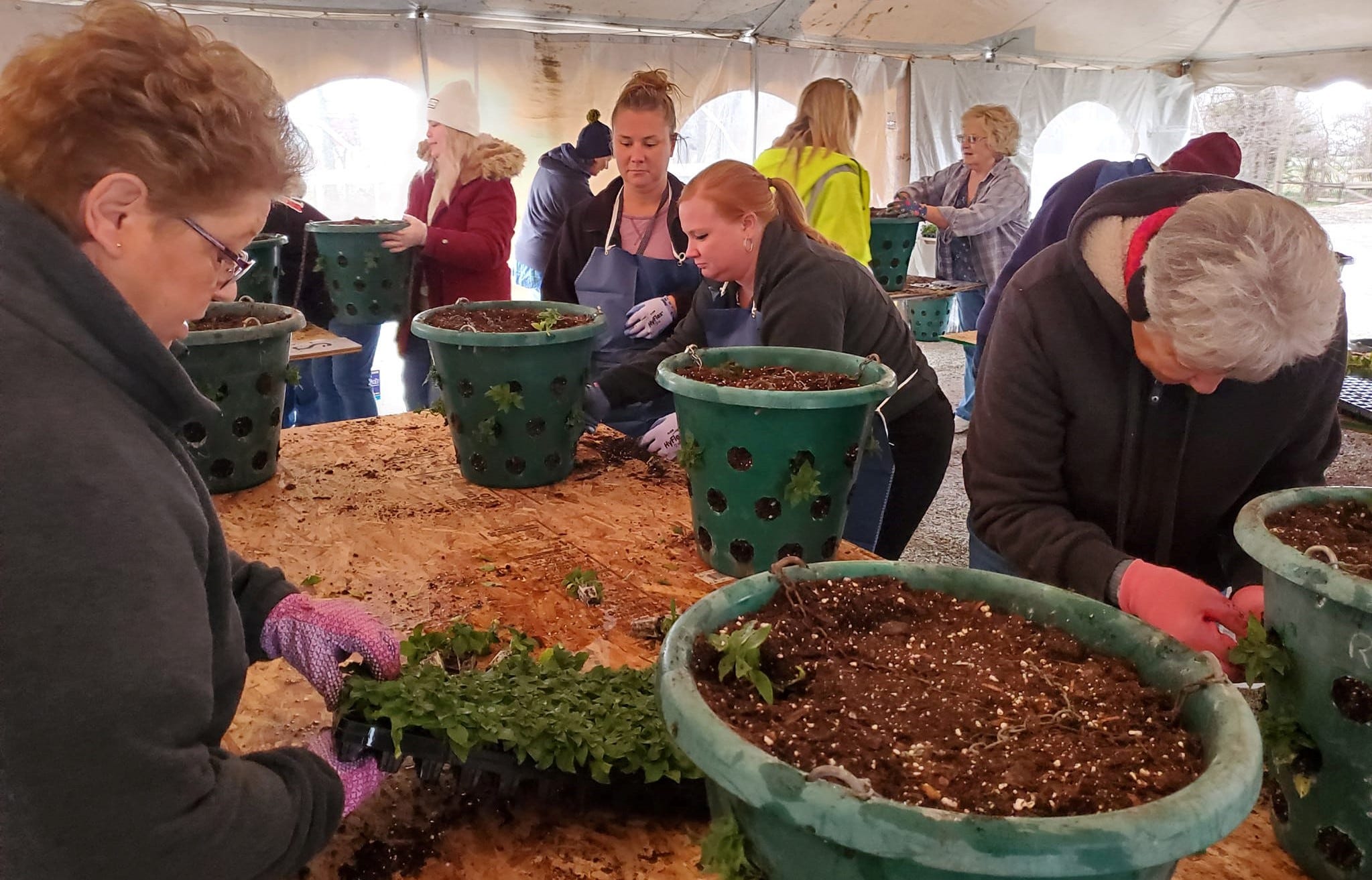 Downtown planting season nearly here - by Patrick Munsey
