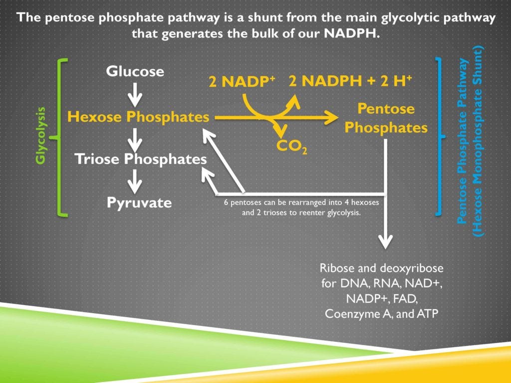 11. Pentose Phosphate Enzymes, ATP, and B Vitamins