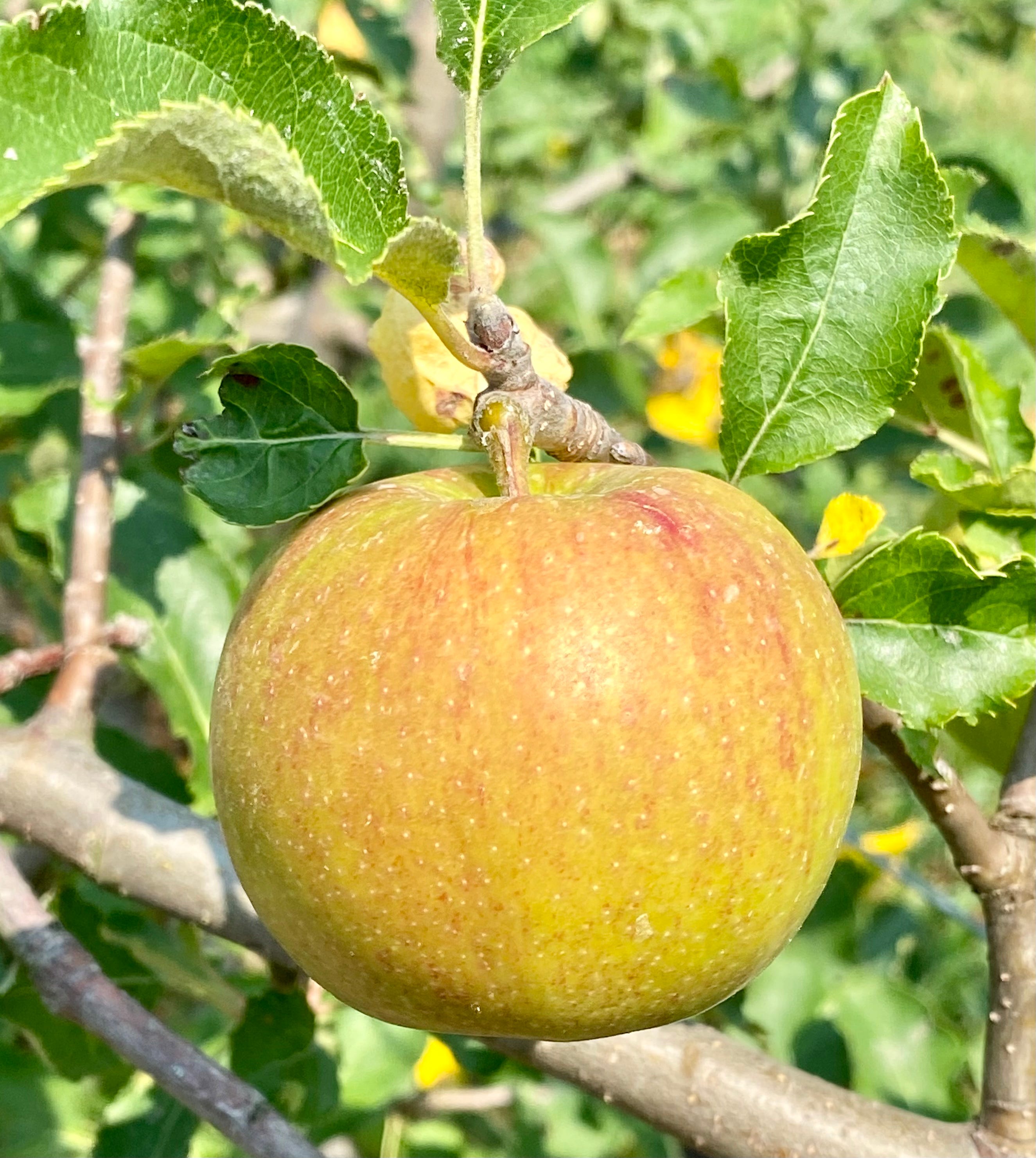 Can Apples Grow on Reclaimed Mine Land?