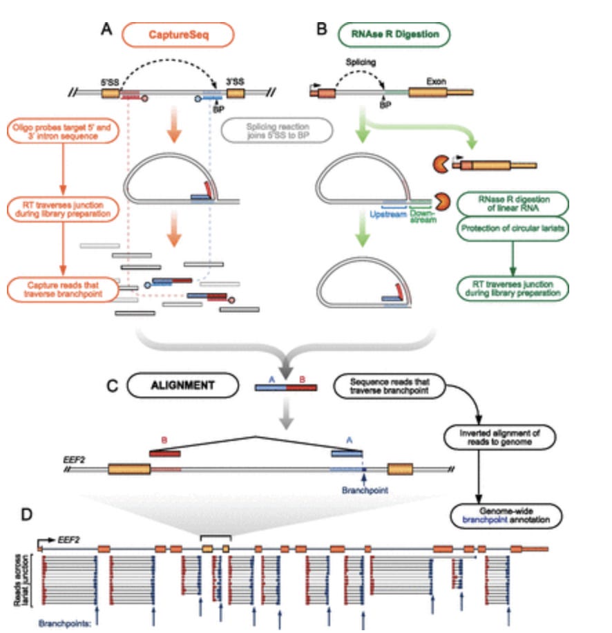Lariats and RNA Splicing - by Anandamide